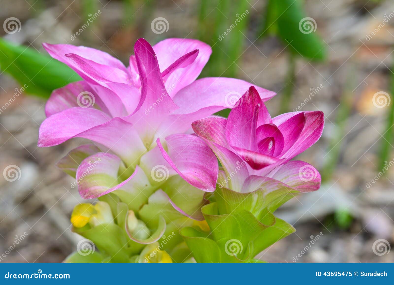 Fiore Di Sessilis Della Curcuma Immagine Stock - Immagine di sfondo ...