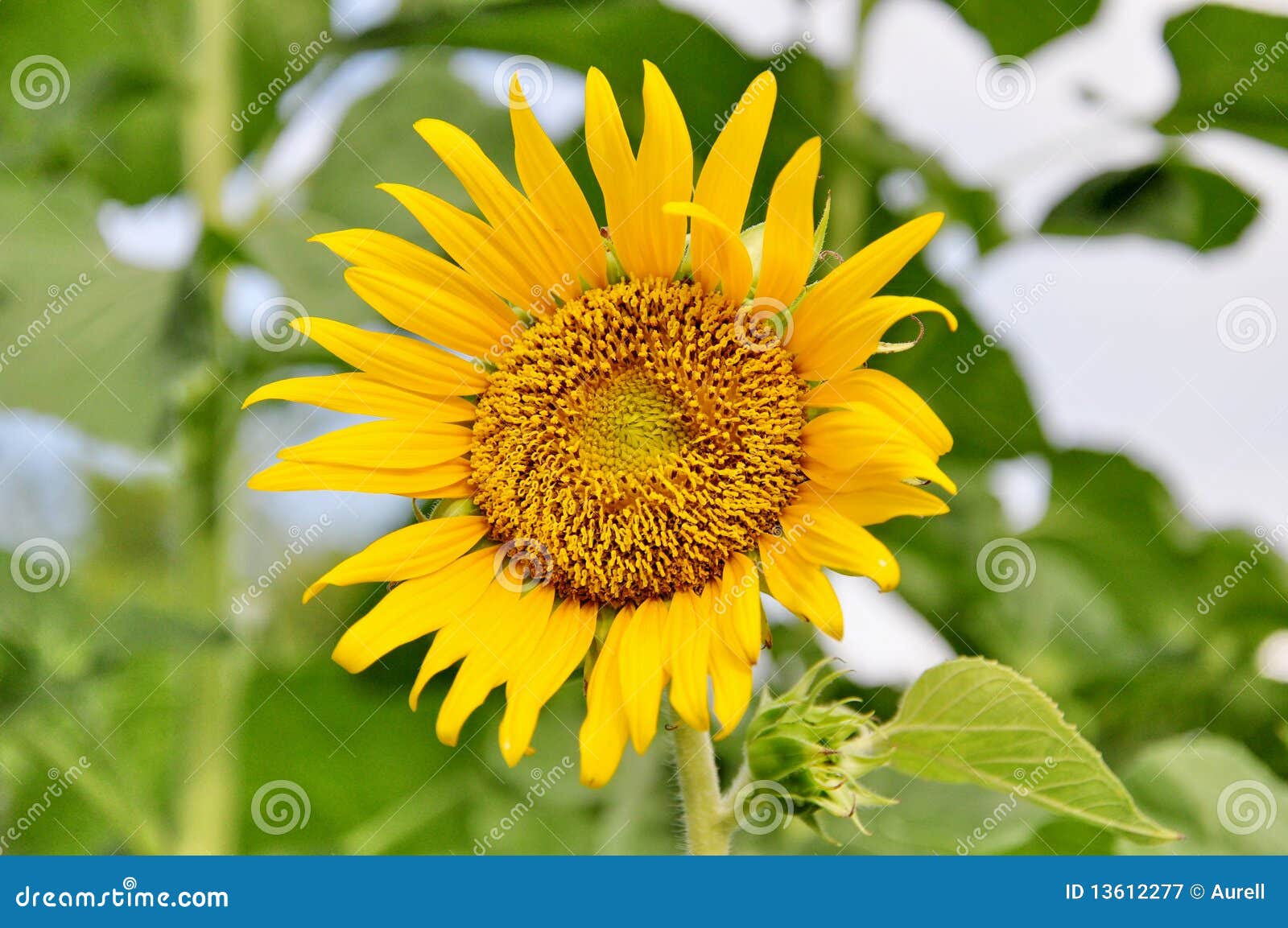 Fiore di Sun immagine stock. Immagine di romanzesco, fiori - 13612277