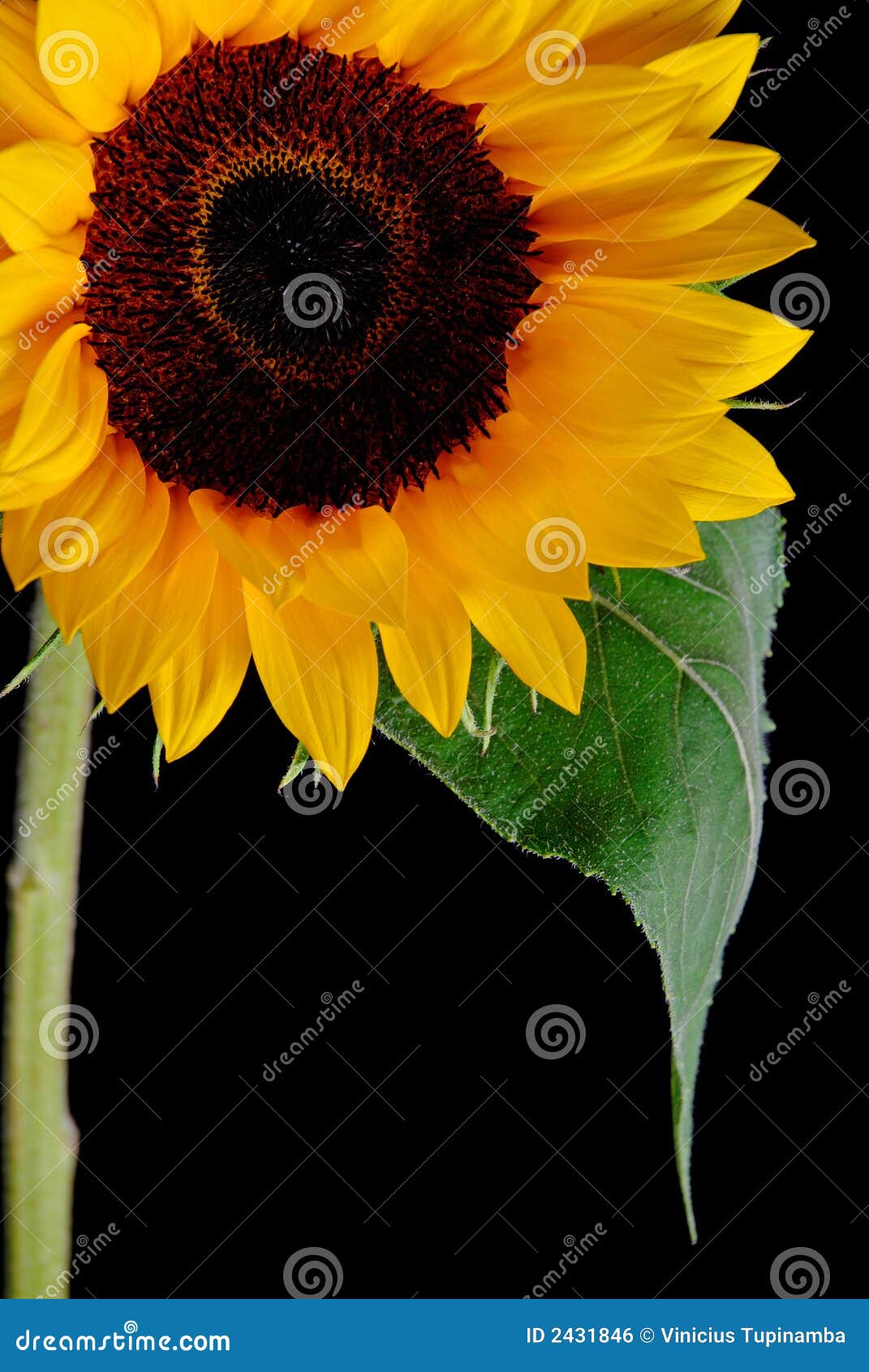 Fiore di Sun fotografia stock. Immagine di sole, flora - 2431846