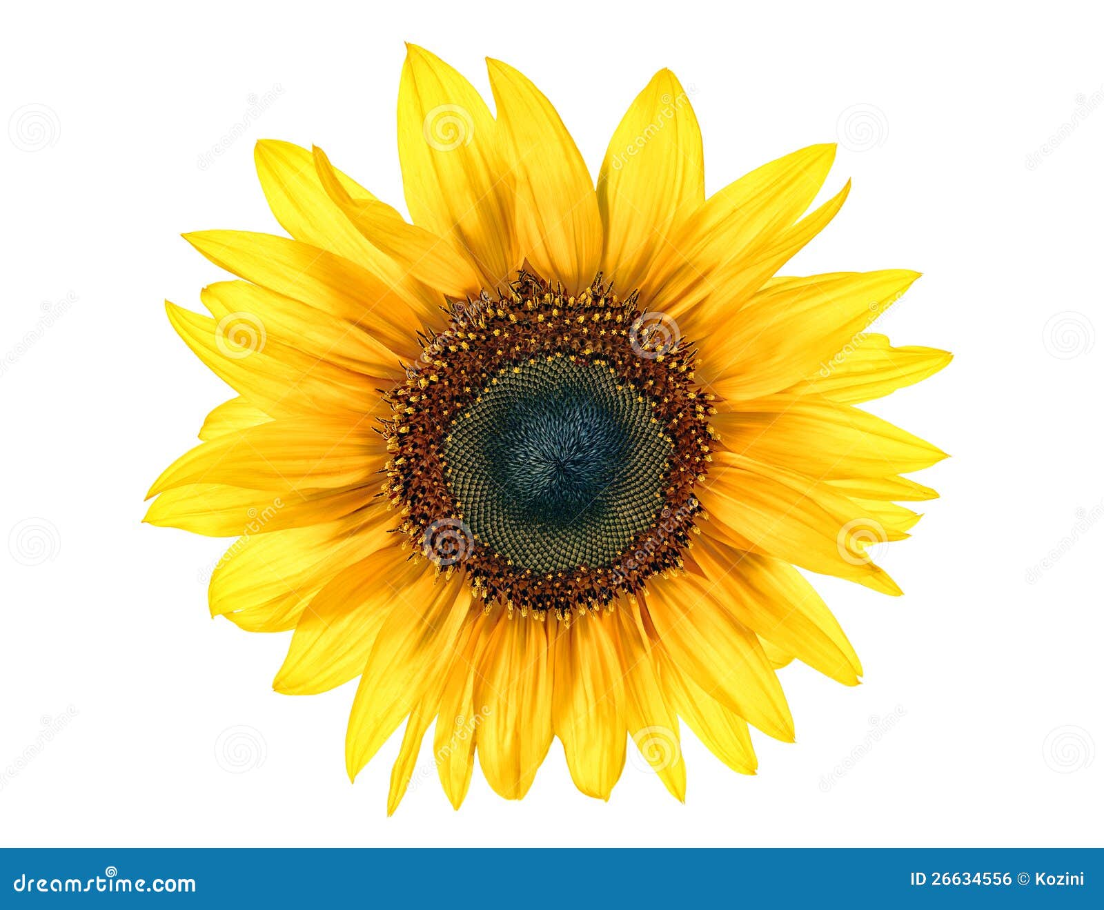 Fiore di Sun fotografia stock. Immagine di apice, pianta - 26634556