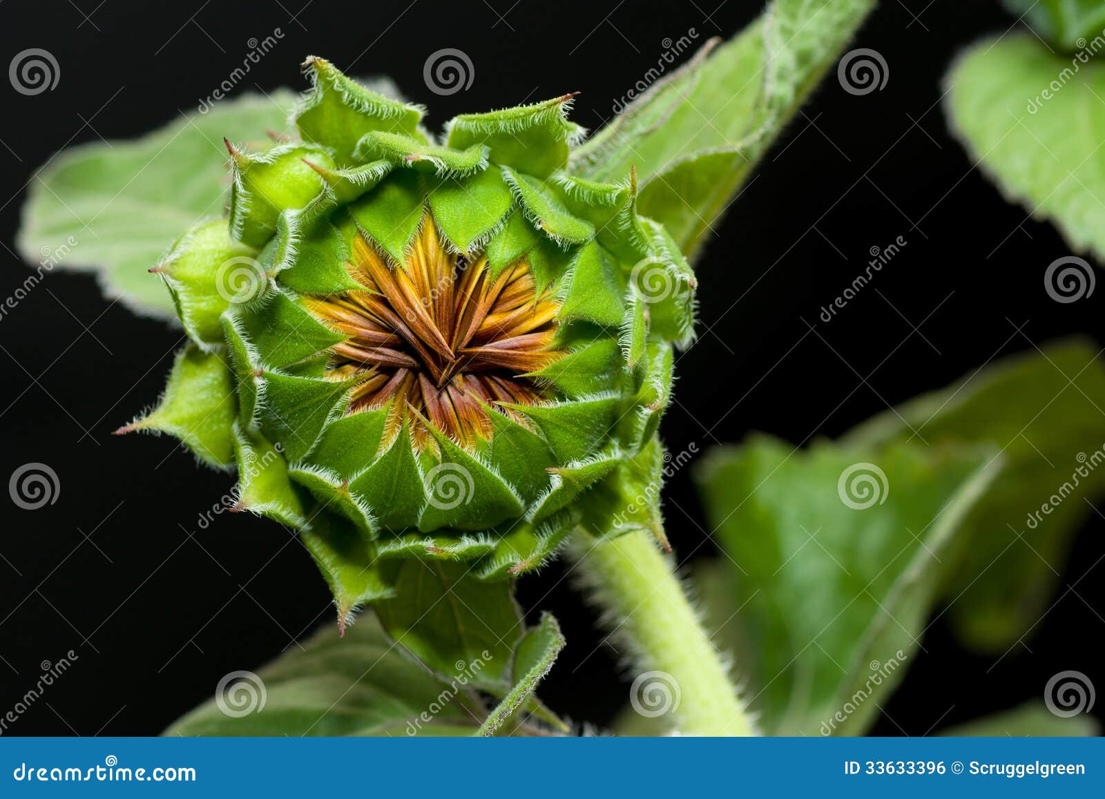 Fiore di Sun fotografia stock. Immagine di verde, singolo - 33633396