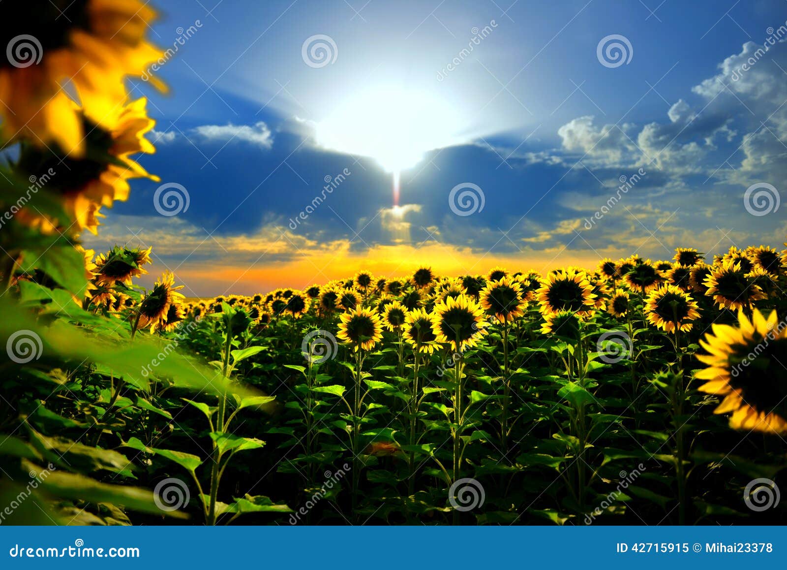 Fiore di Sun immagine stock. Immagine di presa, vita - 42715915