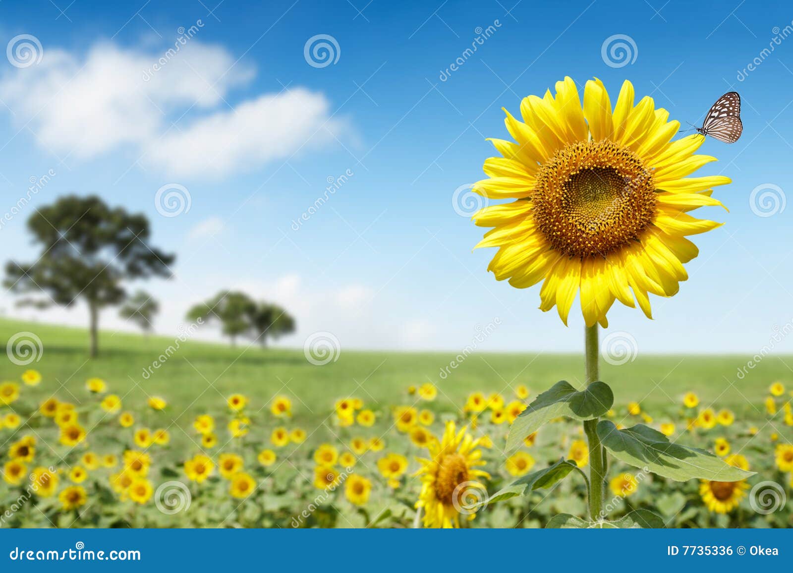 Fiore di Sun fotografia stock. Immagine di giorno, nave - 7735336