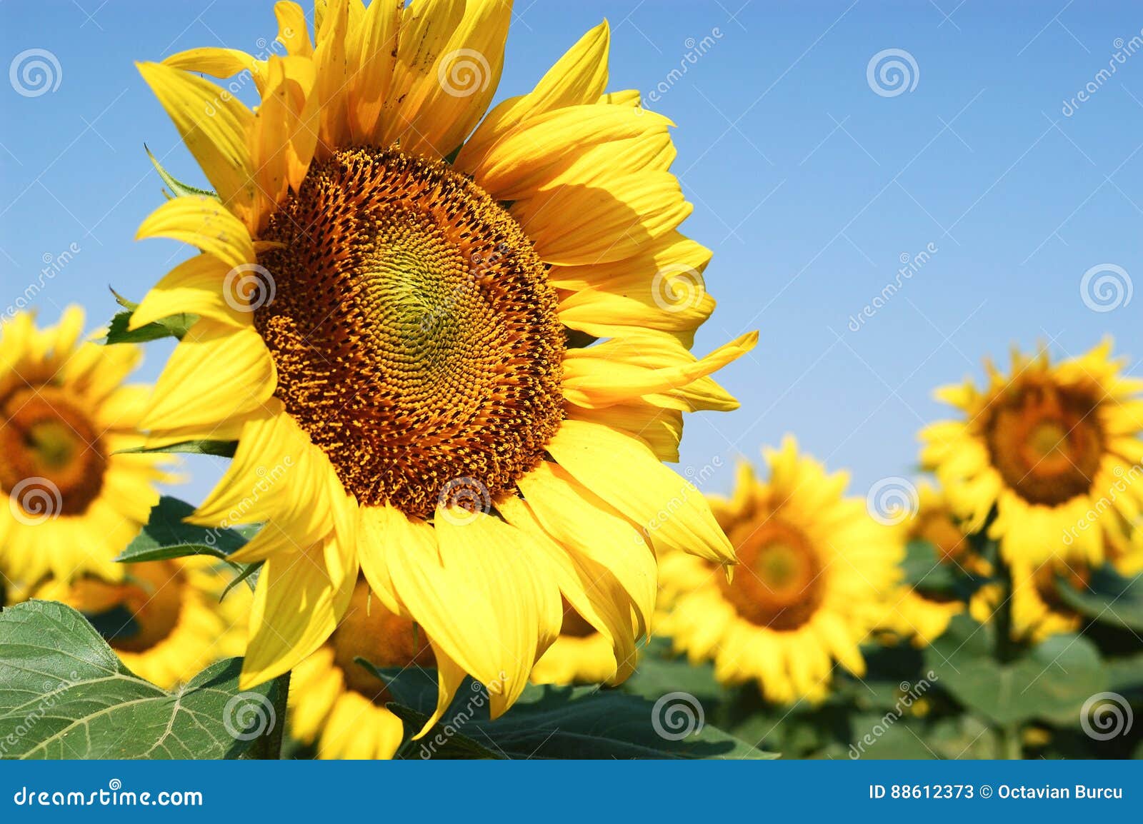 Fiore di Sun immagine stock. Immagine di sole, campo - 88612373