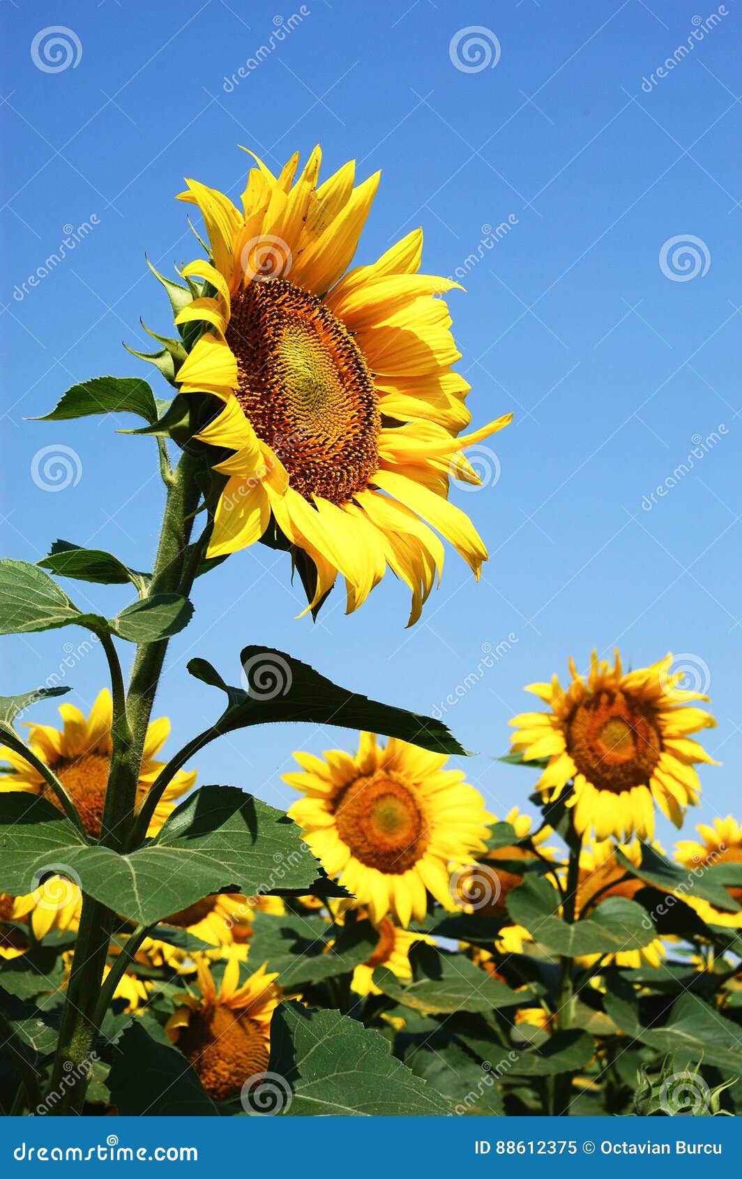 Fiore di Sun immagine stock. Immagine di girasole, nave - 88612375