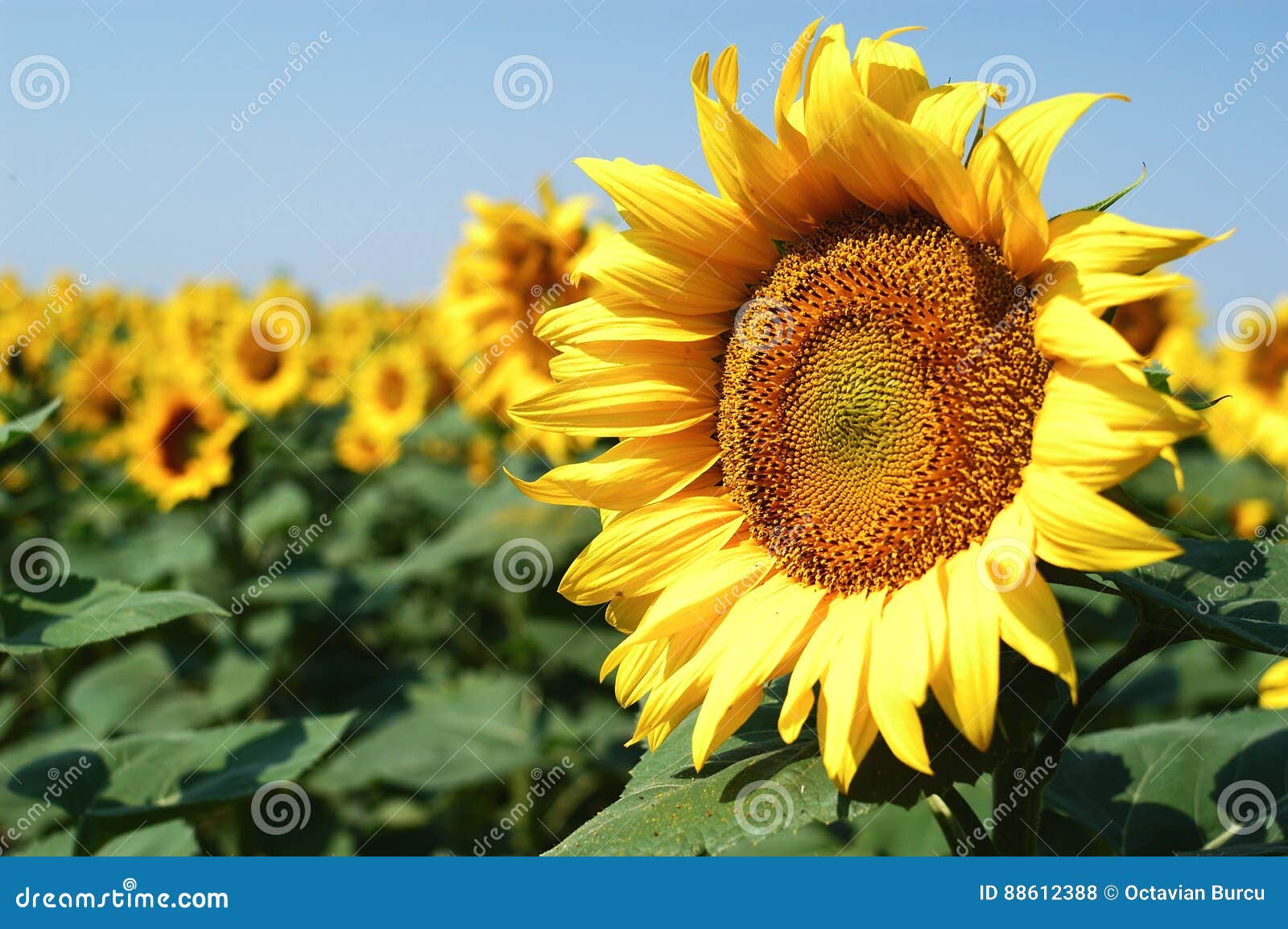 Fiore di Sun fotografia stock. Immagine di girasole, sole - 88612388