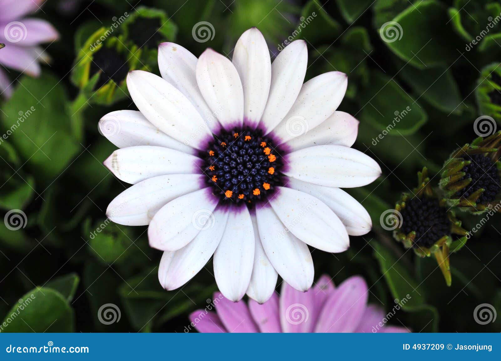 Fiore Di Sun, Bello Immagine. Immagine: 4937209