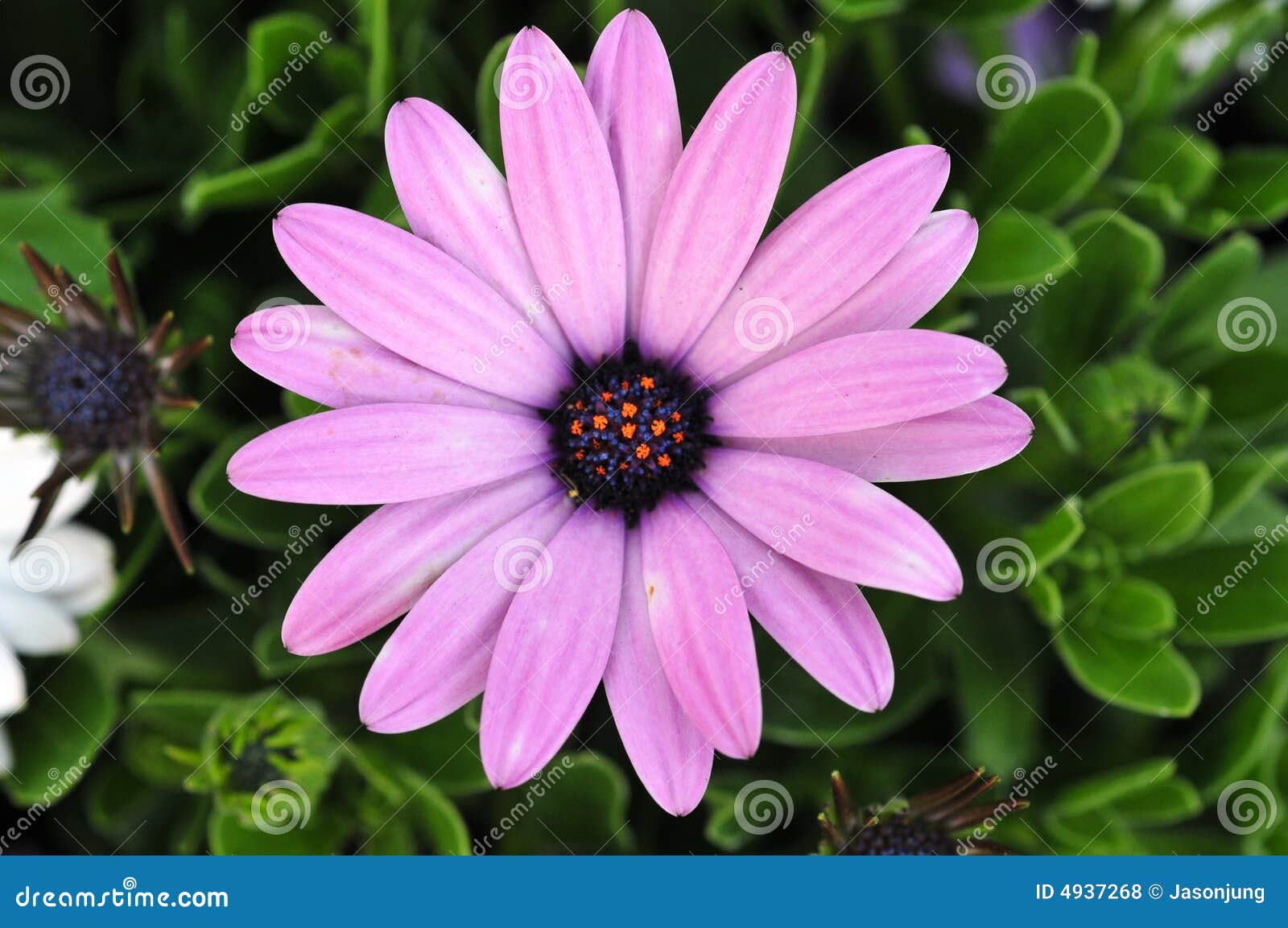 Fiore di Sun, bello fotografia stock. Immagine di amore - 4937268