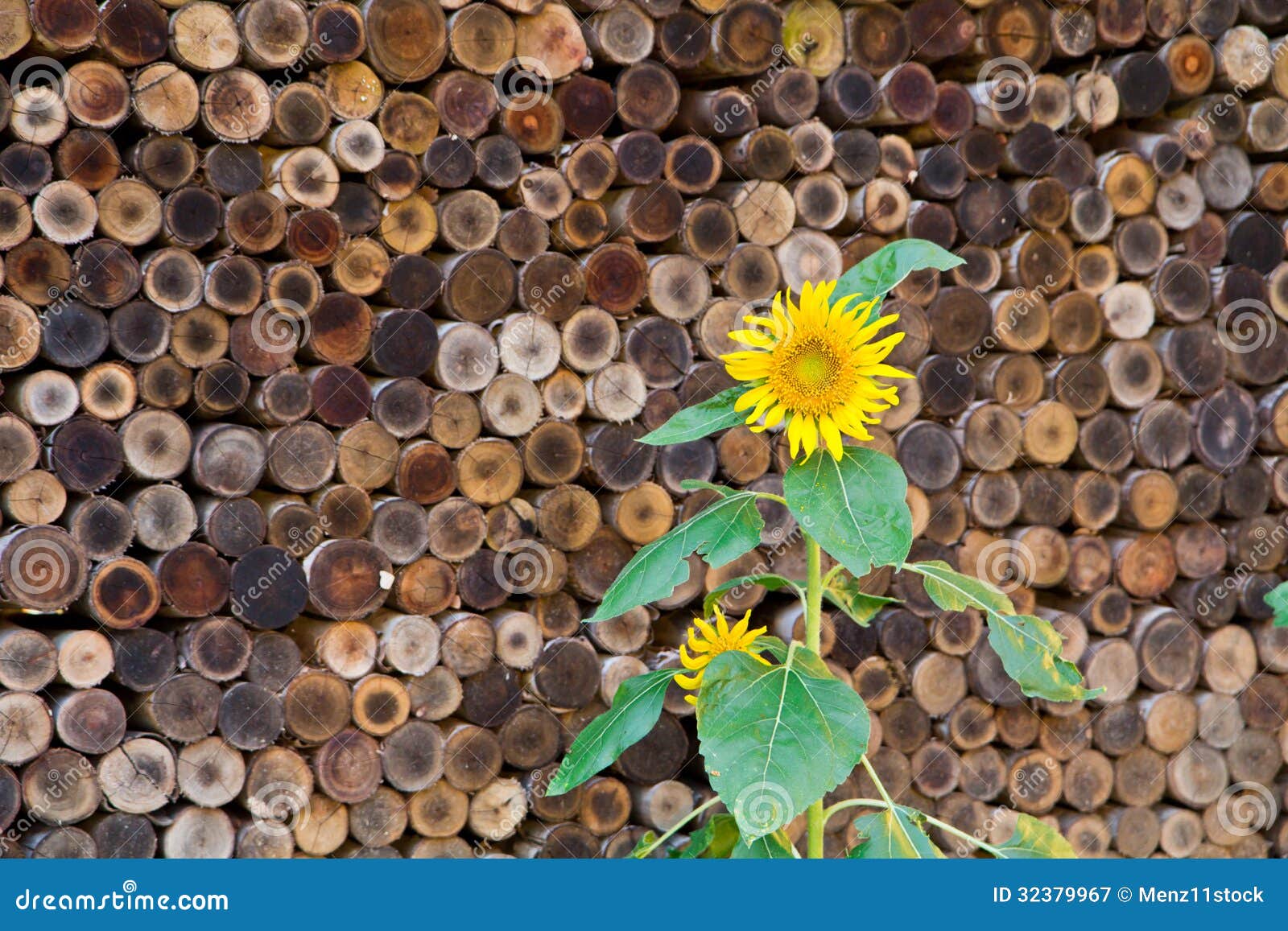 Fiore Di Sun Con La Pila Di Legno Immagine Stock - Immagine di ...