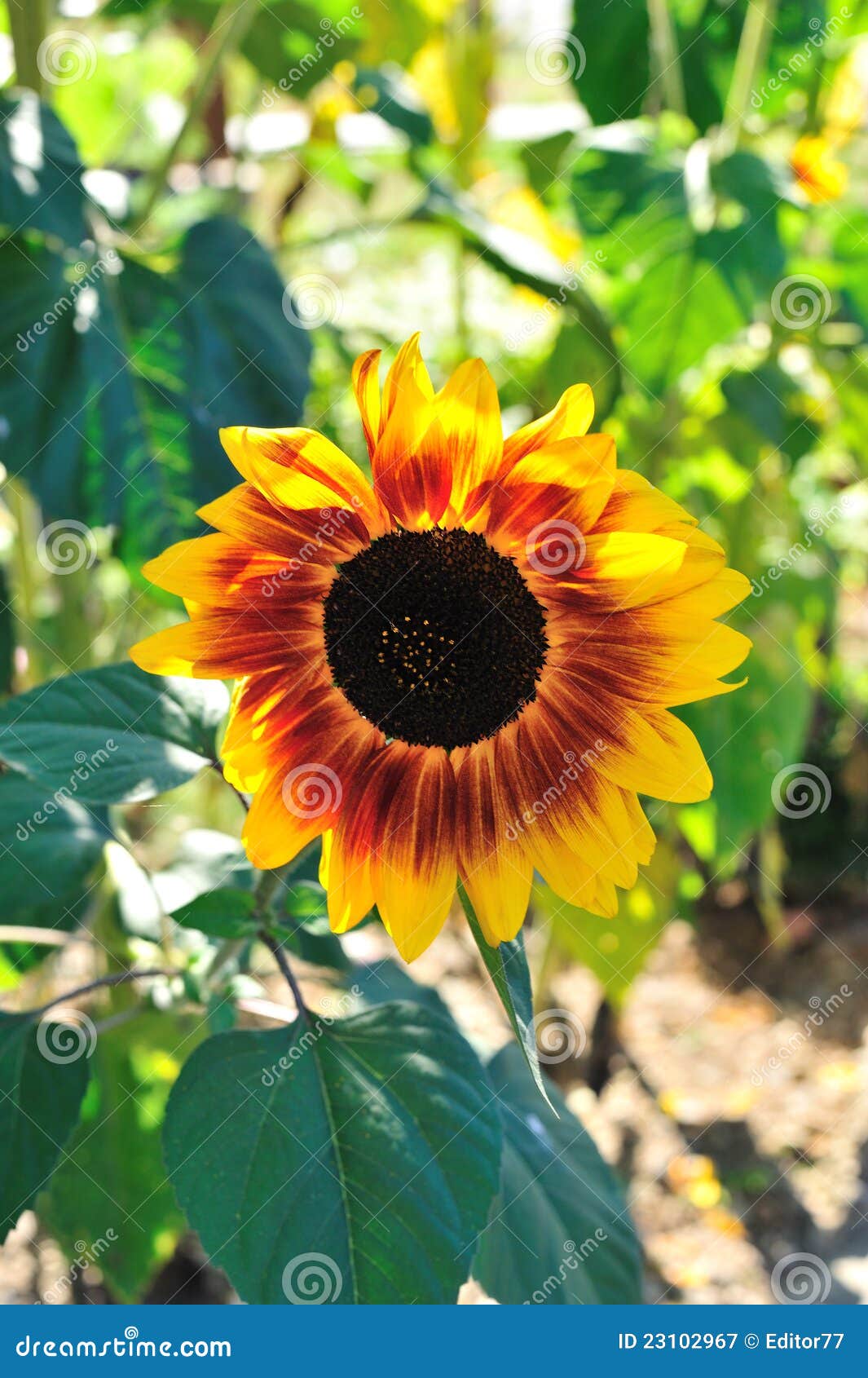 Fiore di Sun sul campo immagine stock. Immagine di terra - 23102967