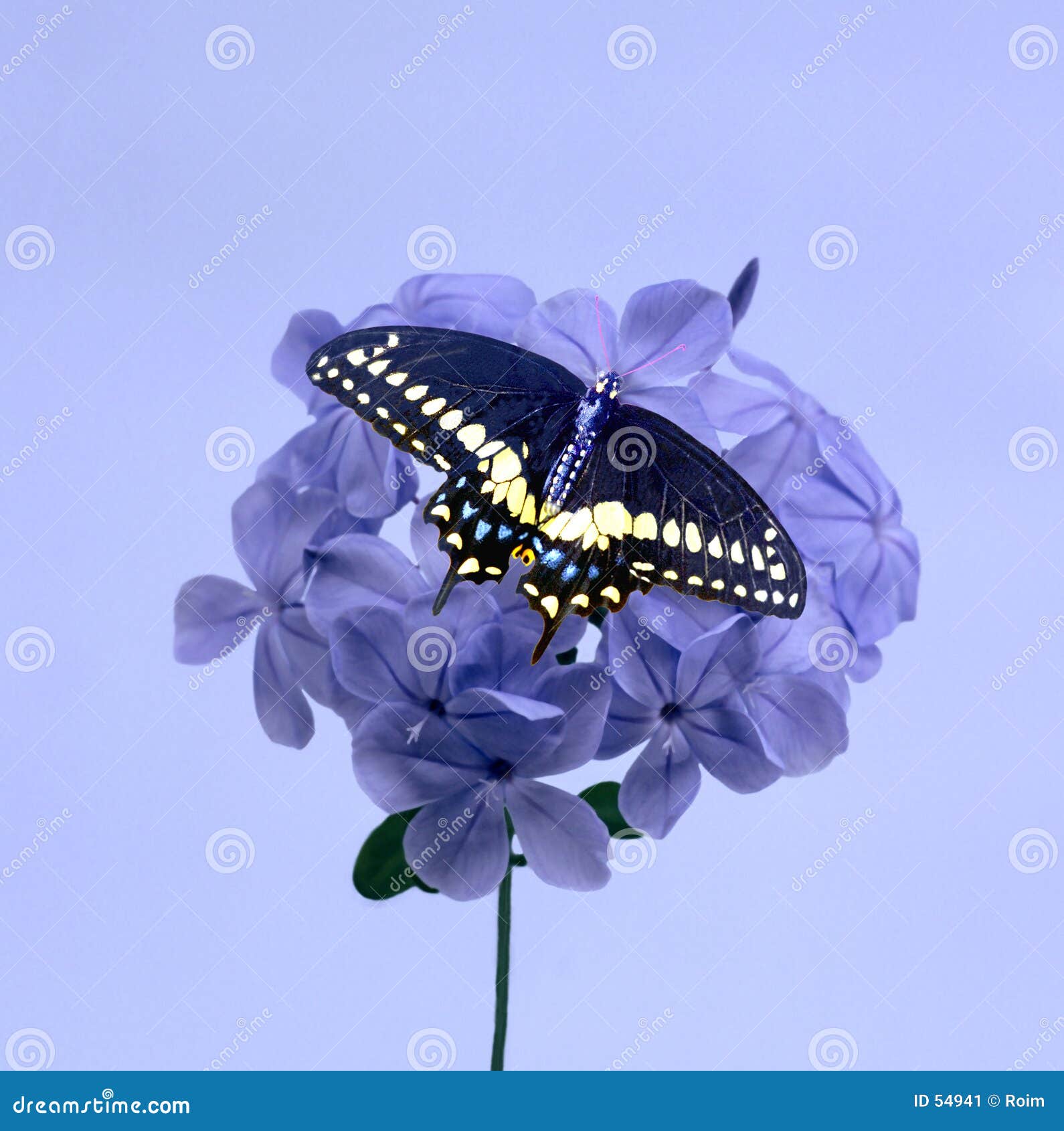 Fiore e farfalla viola immagine stock. Immagine di ingoiare - 54941