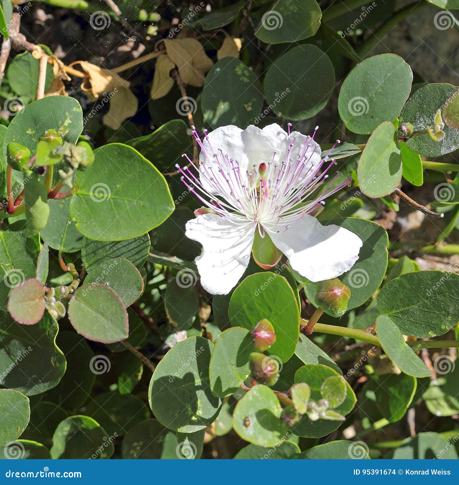 Fiore E Germogli Del Cespuglio Del Cappero, Capparis Spinosa Fotografia ...
