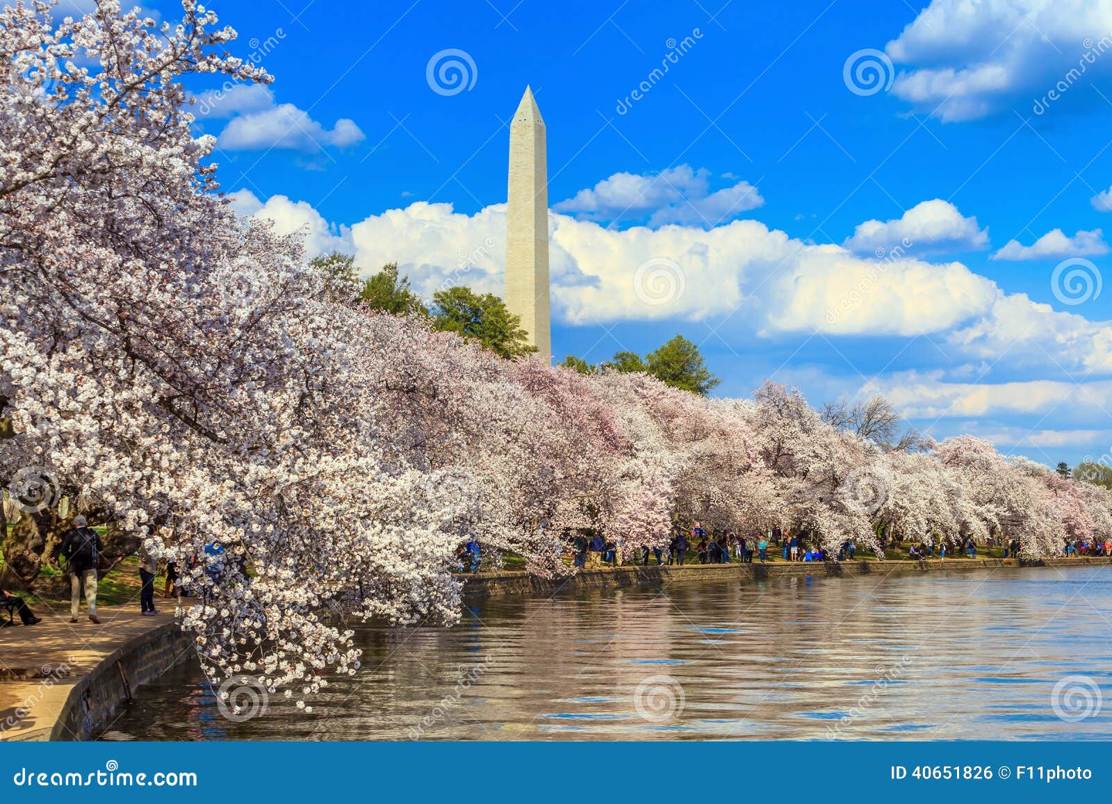 Fiore E Washington Monument Di Ciliegia Del Washington DC Fotografia ...
