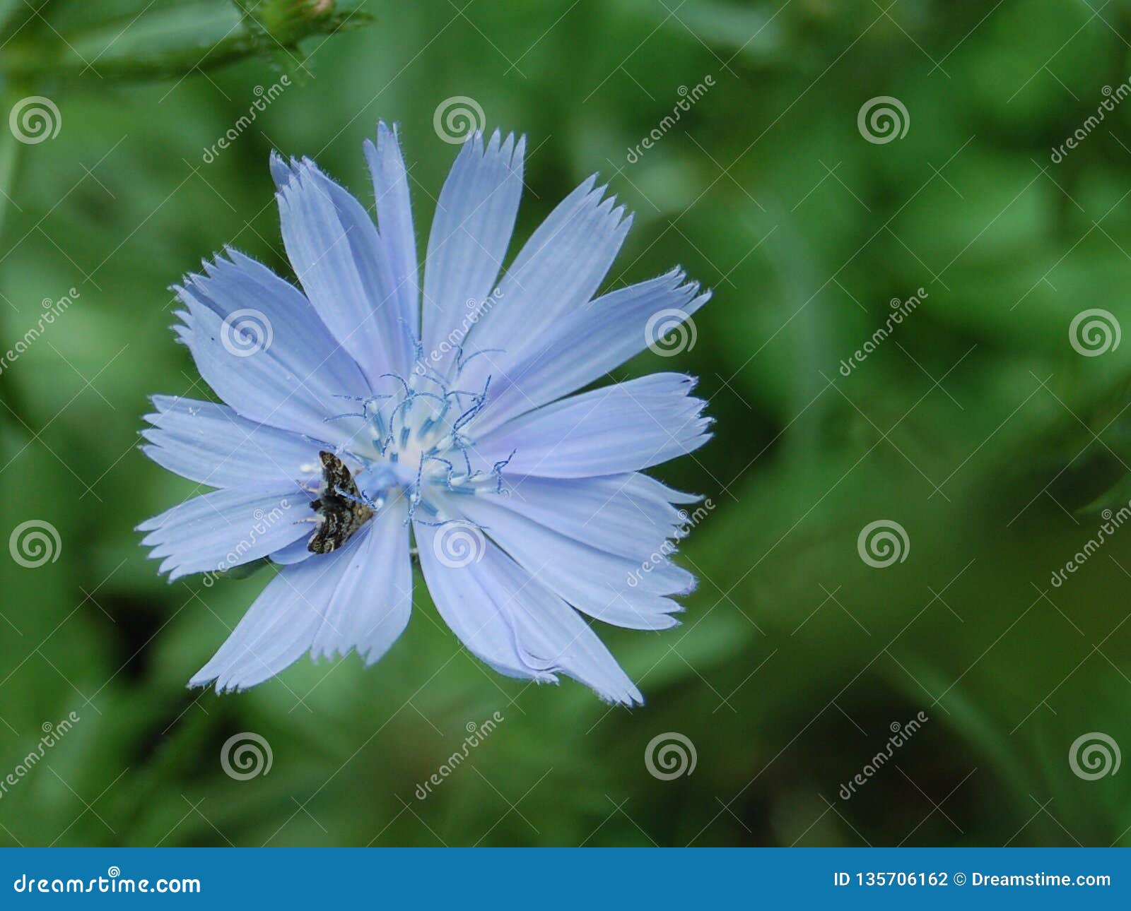 Fiore ed insetto blu su fotografia stock. Immagine di oggi - 135706162