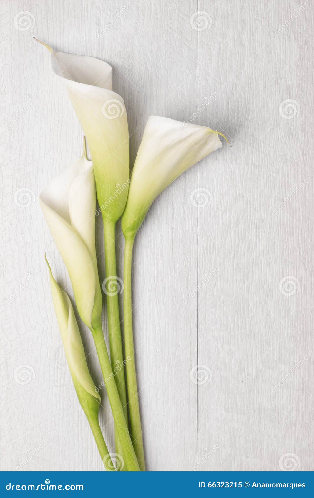 Fiore Elegante Della Molla, Calla Immagine Stock - Immagine di fiori ...