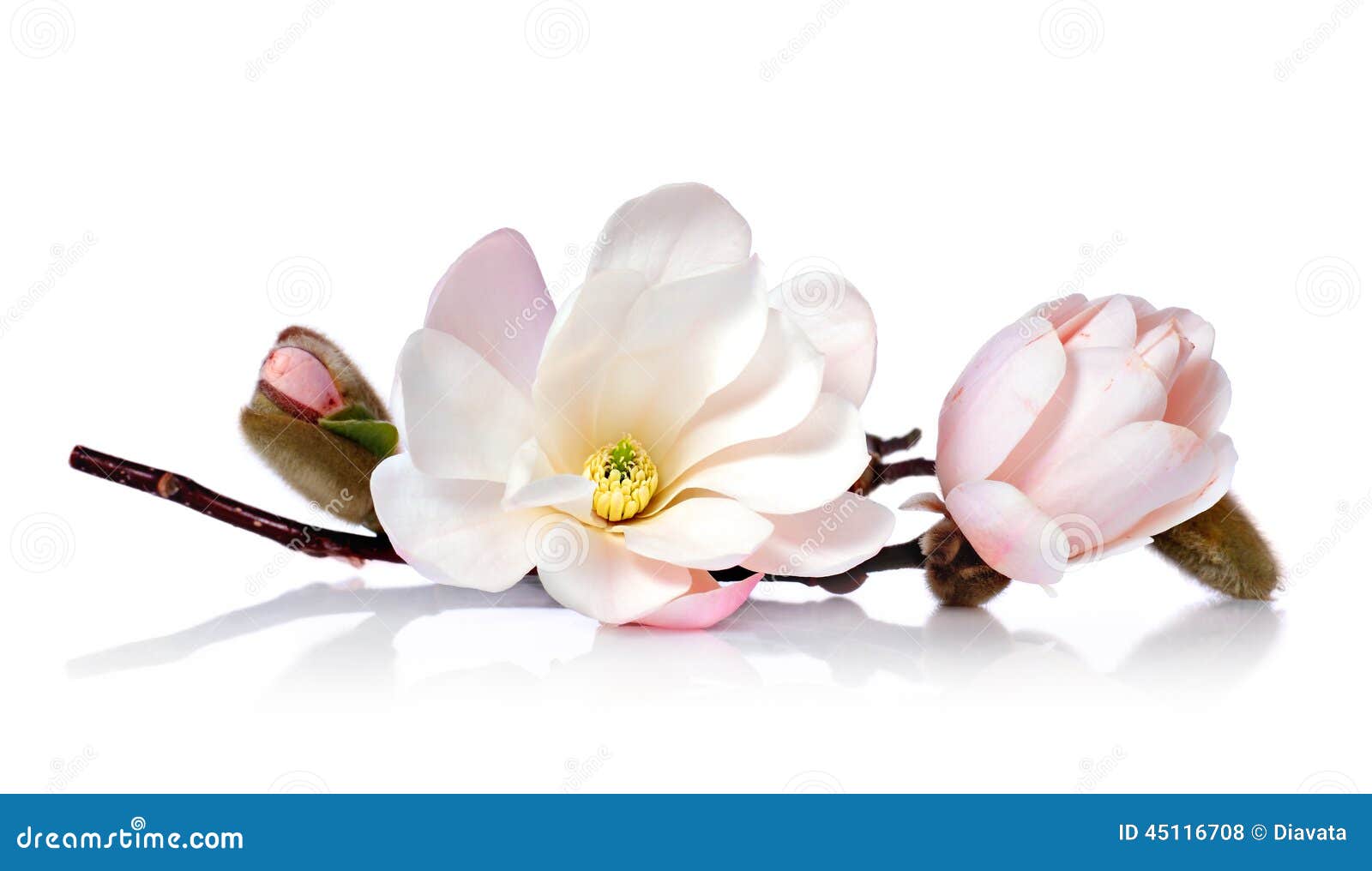 Fiore Fiorito Rosa Della Magnolia Fotografia Stock - Immagine di pink ...