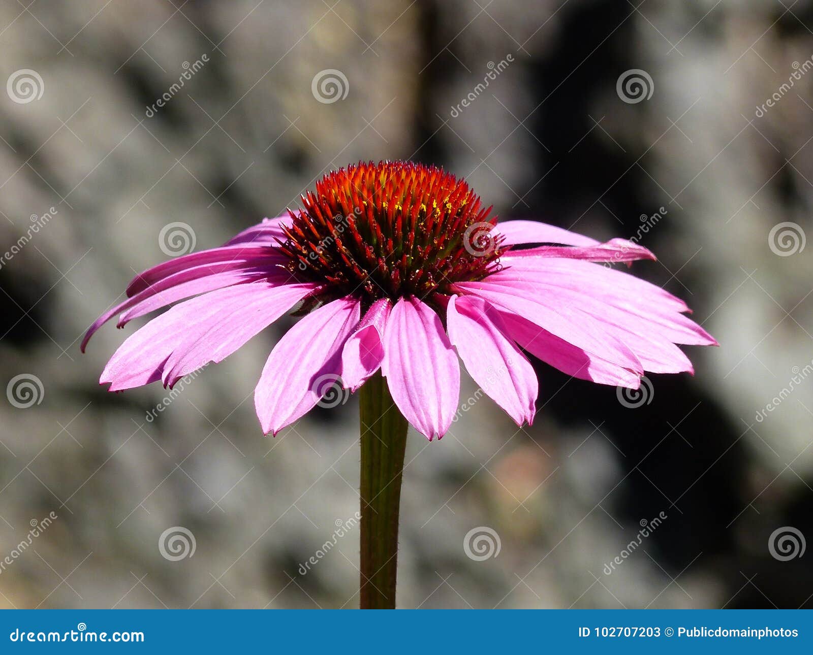 Fiore, Flora, Coneflower, Pianta Immagine. Immagine: 102707203