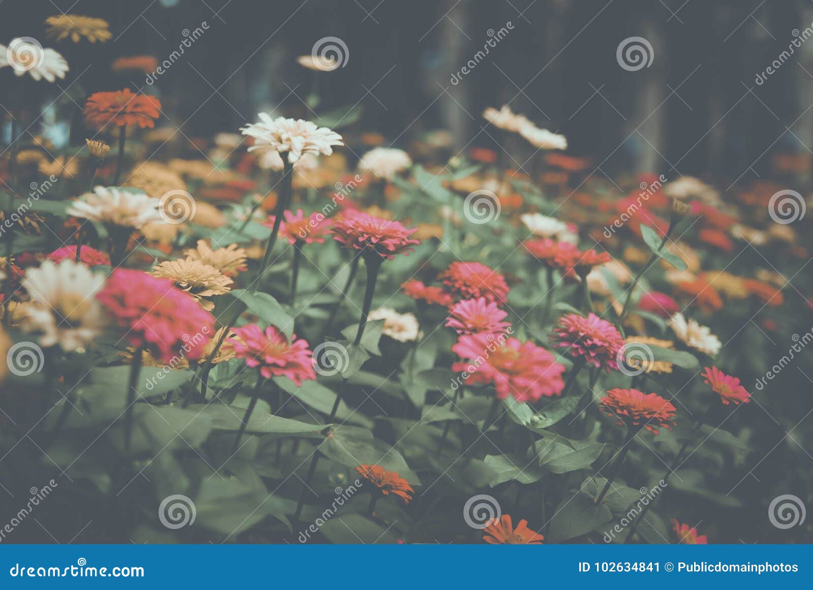 Fiore, Flora, Pianta, Primavera Immagine. Immagine: 102634841