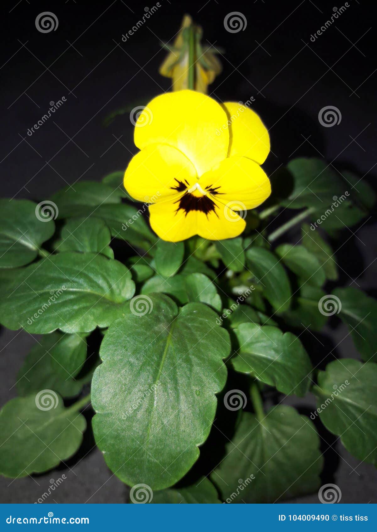 Fiore giallo fotografia stock. Immagine di giallo, fiore - 104009490