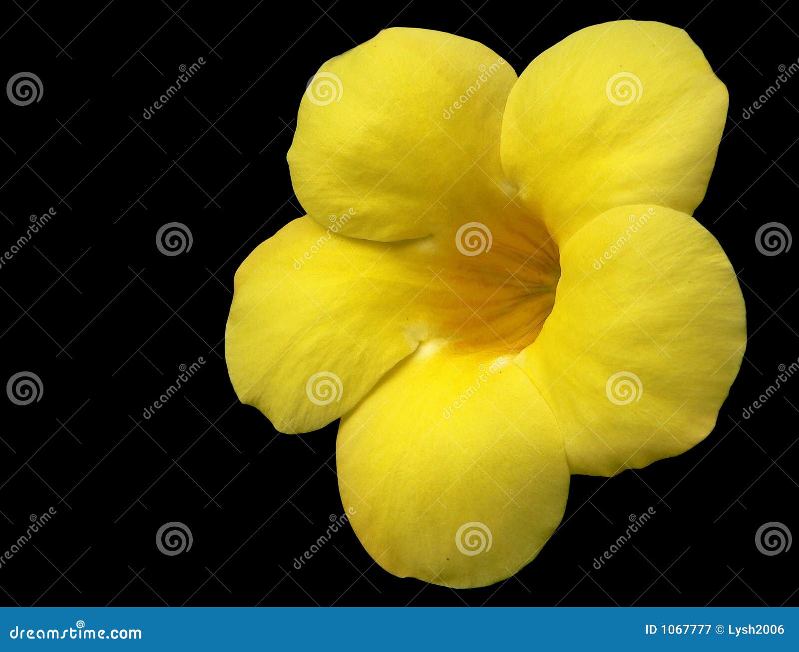 Fiore giallo immagine stock. Immagine di giallo, giardino - 1067777