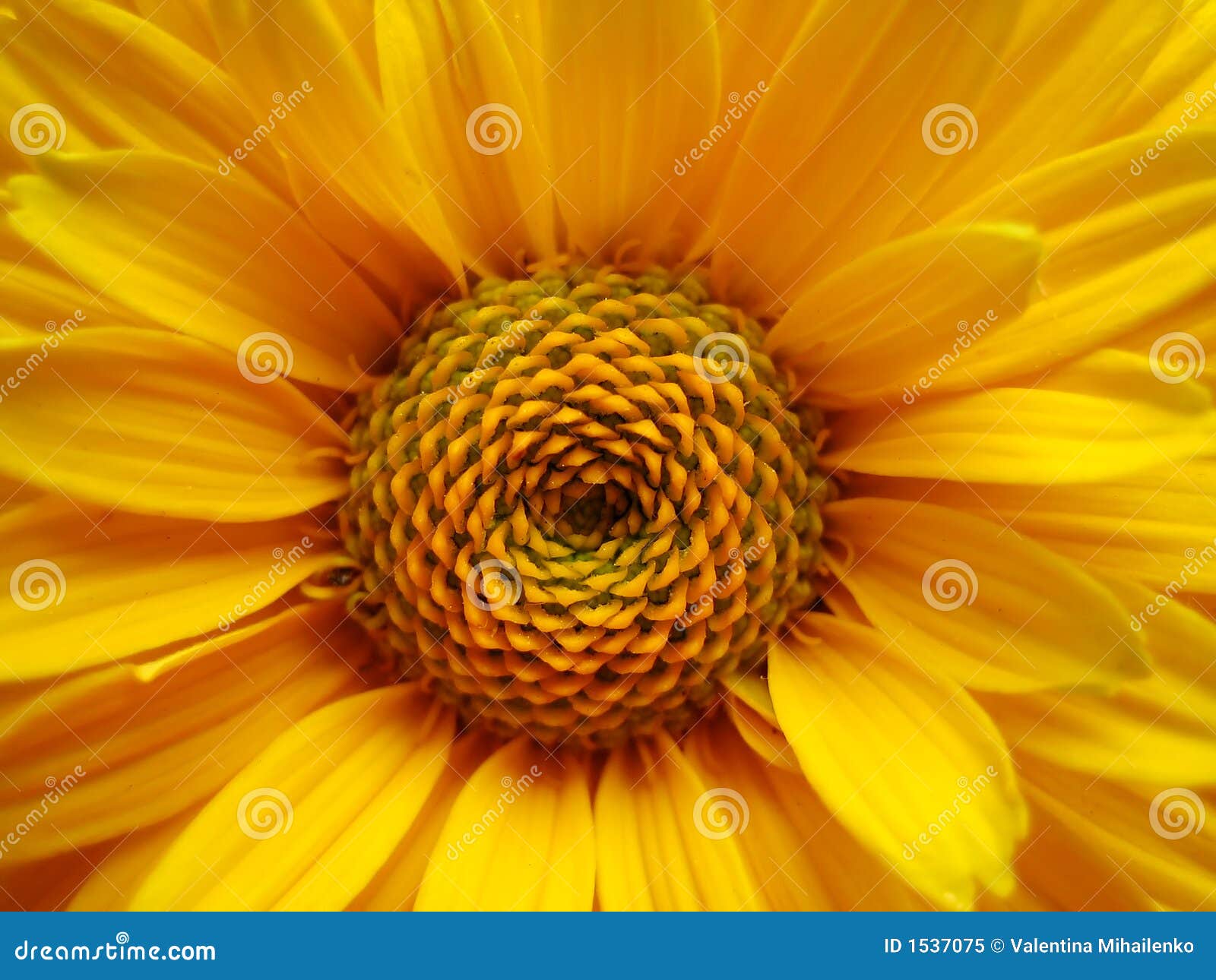 Fiore giallo immagine stock. Immagine di siluetta, seme - 1537075