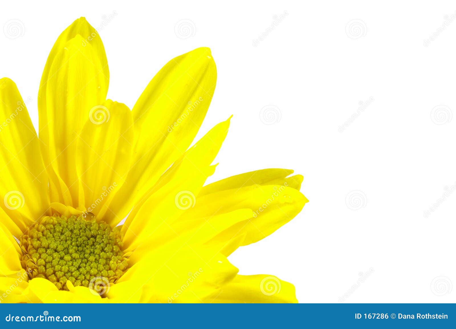 Fiore giallo fotografia stock. Immagine di fioritura, particolari - 167286