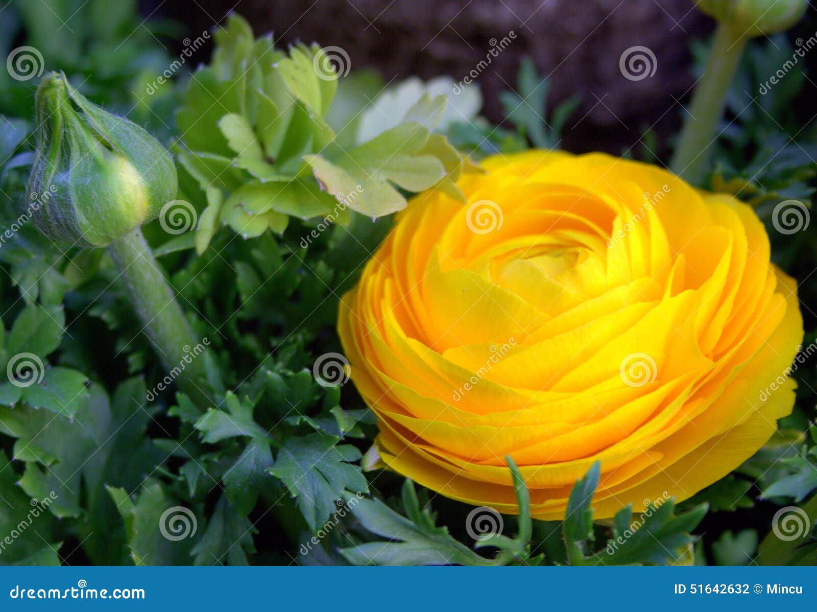 Fiore giallo fotografia stock. Immagine di giardino, fiori - 51642632