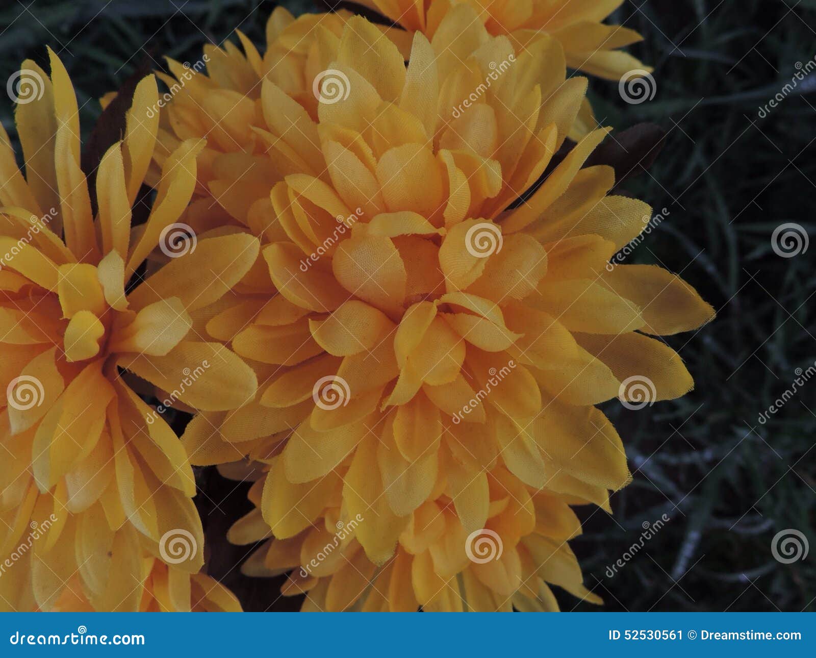 Fiore giallo immagine stock. Immagine di splendido, giallo - 52530561