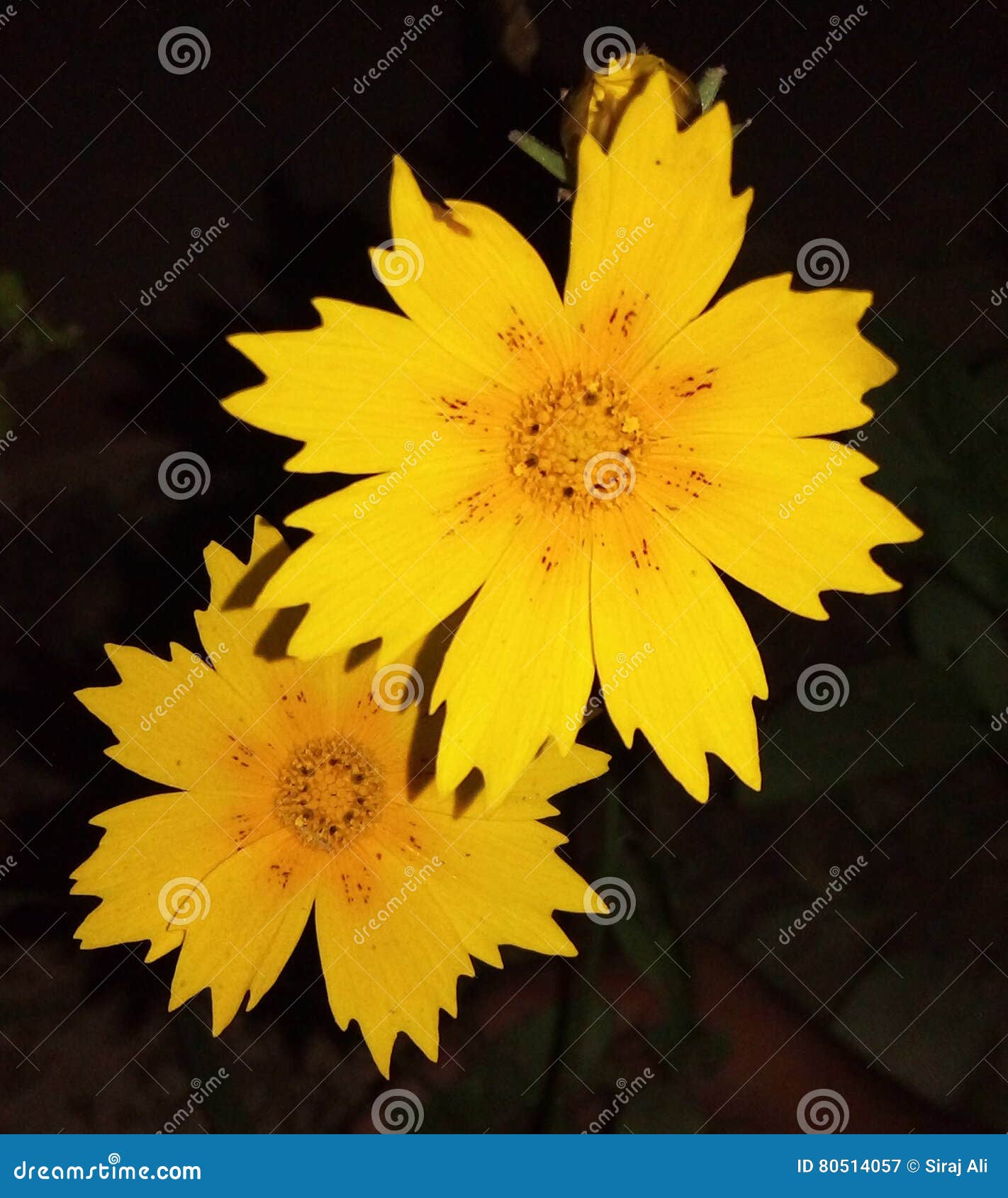 Fiore giallo immagine stock. Immagine di bello, fiore - 80514057