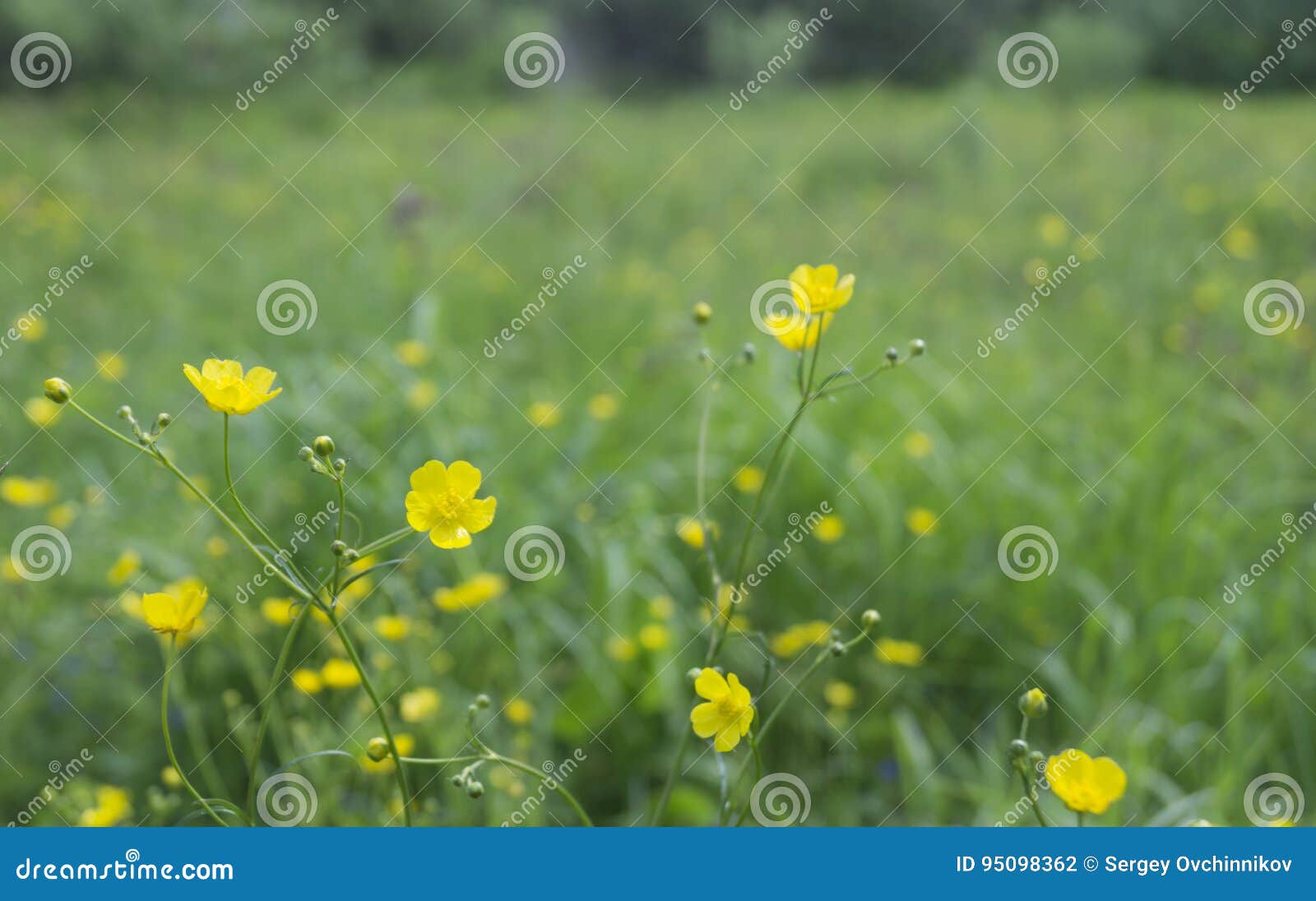 Fiore giallo del campo fotografia stock. Immagine di petalo - 95098362