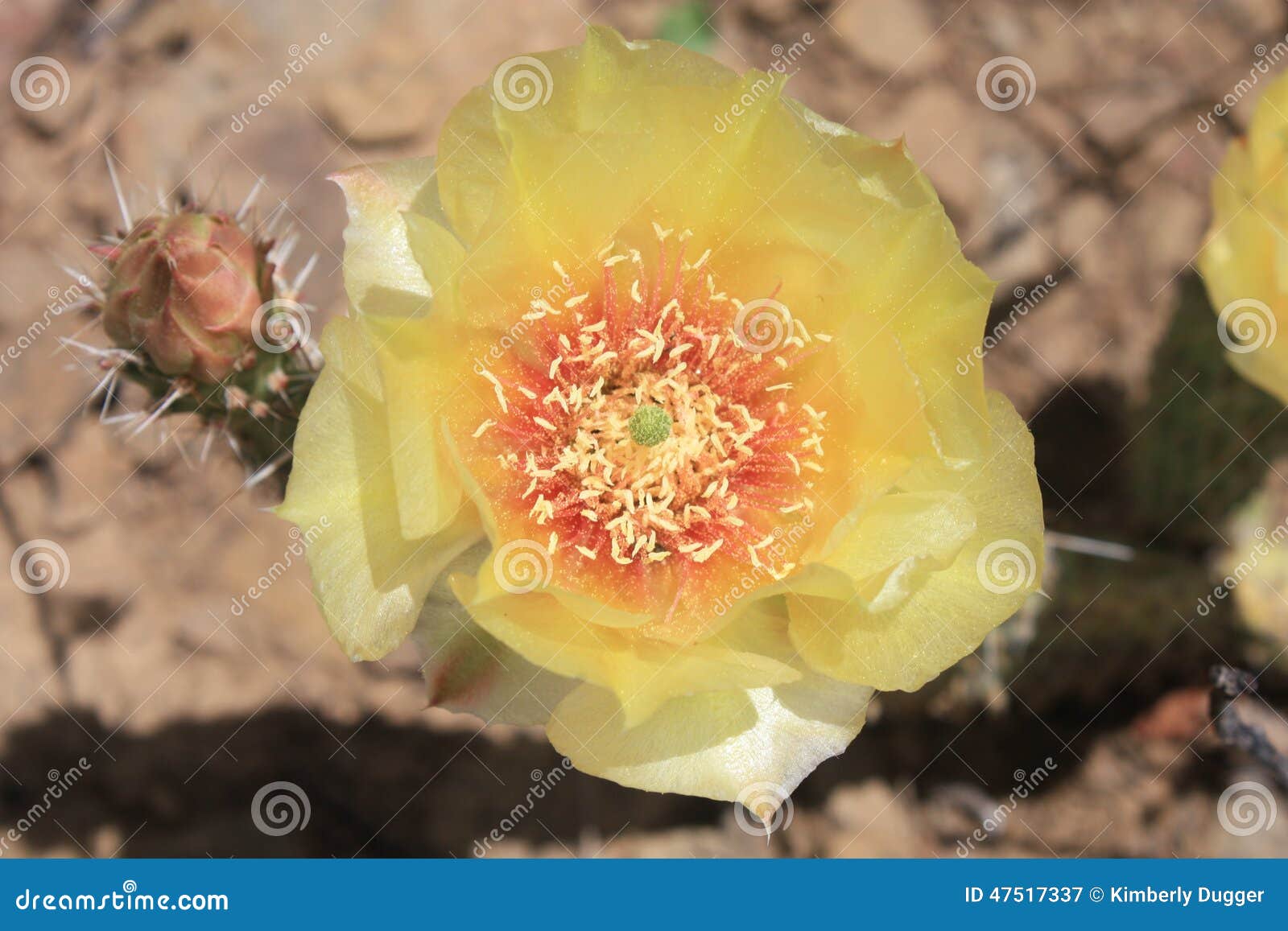 Fiore Giallo Del Fico D'india Immagine Stock - Immagine di montagne ...
