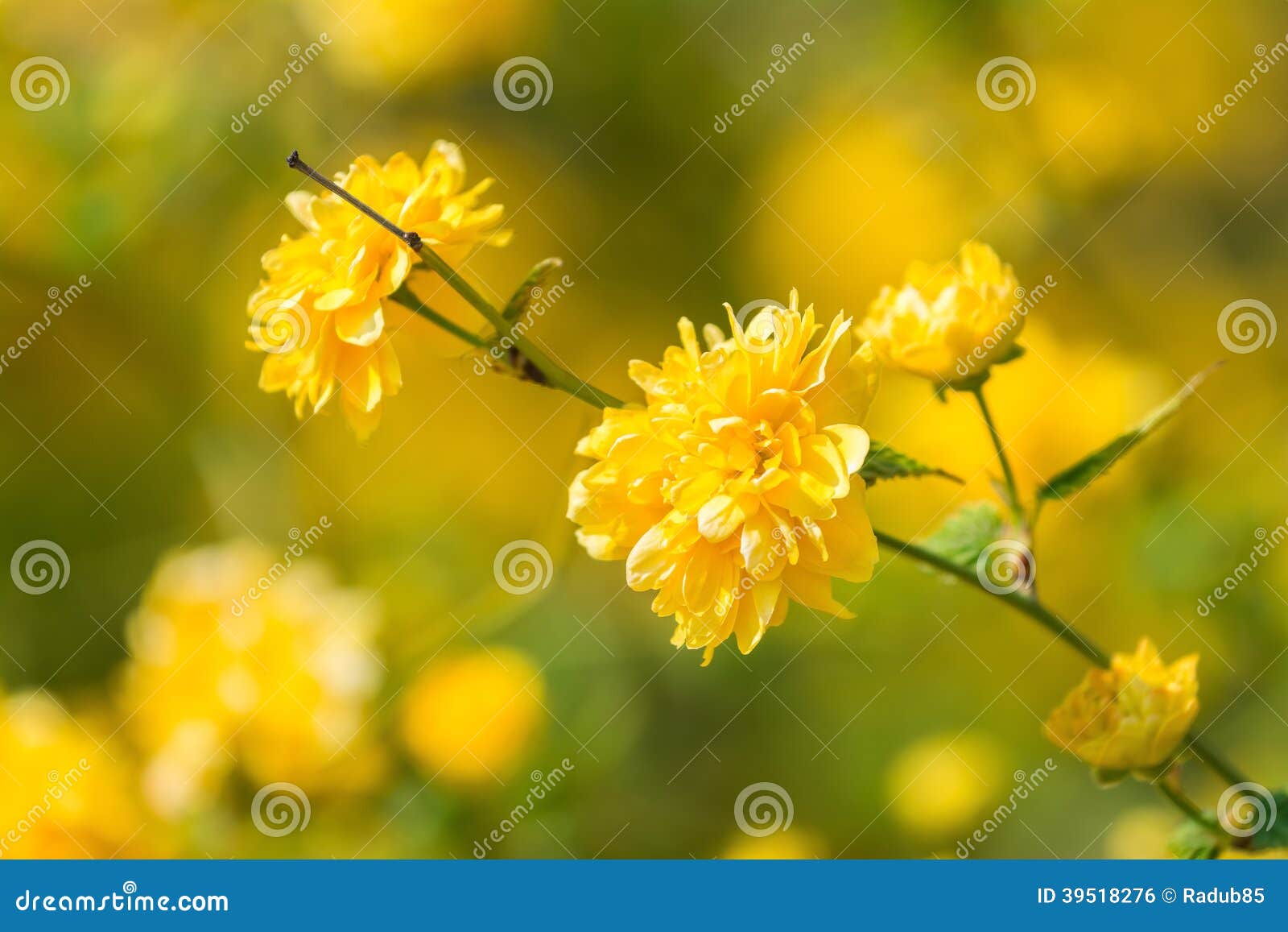 Fiore Giallo Del Fiore Dell'albero Fotografia Stock - Immagine di ...