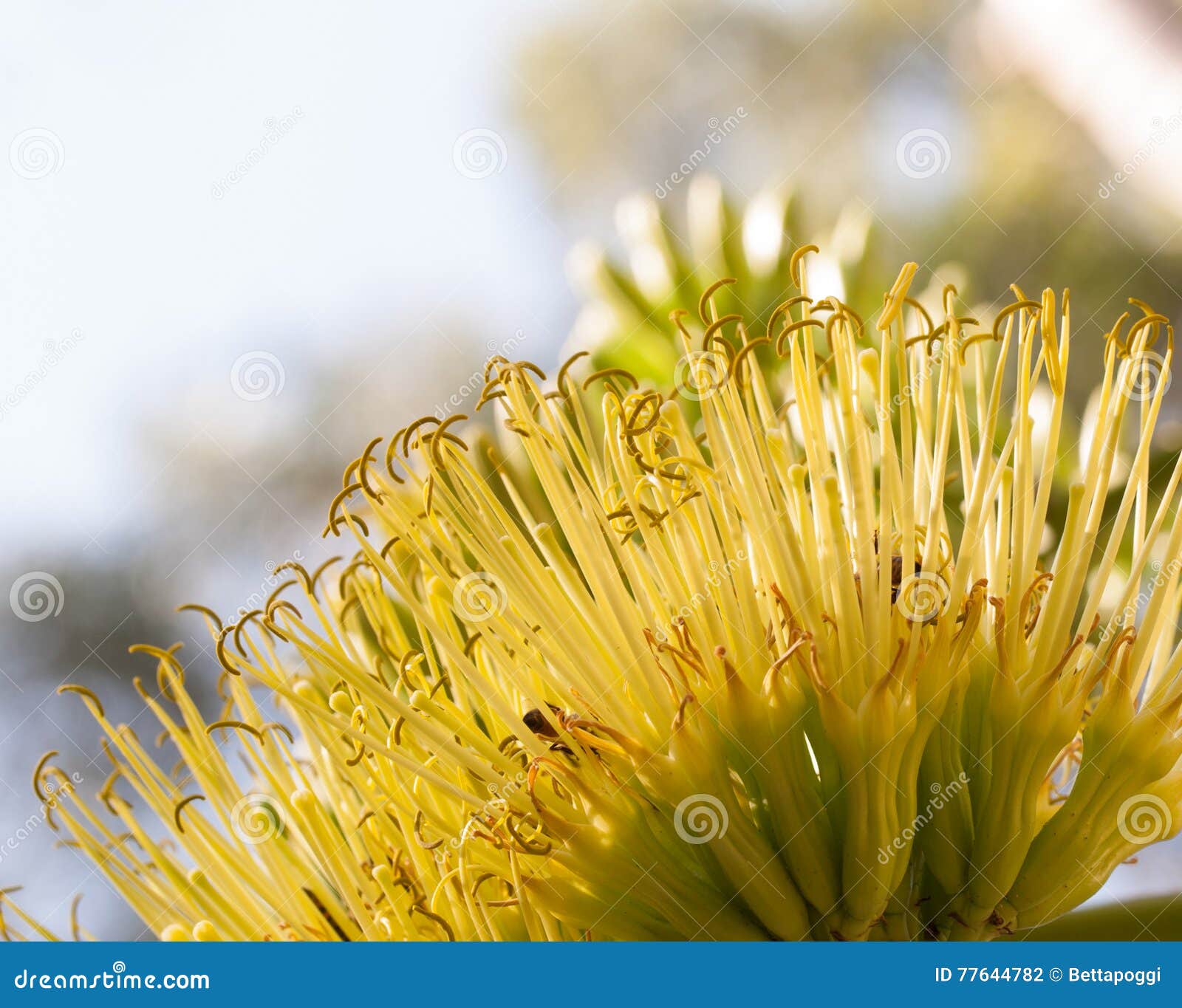 Fiore giallo dell'agave fotografia stock. Immagine di fresco - 77644782