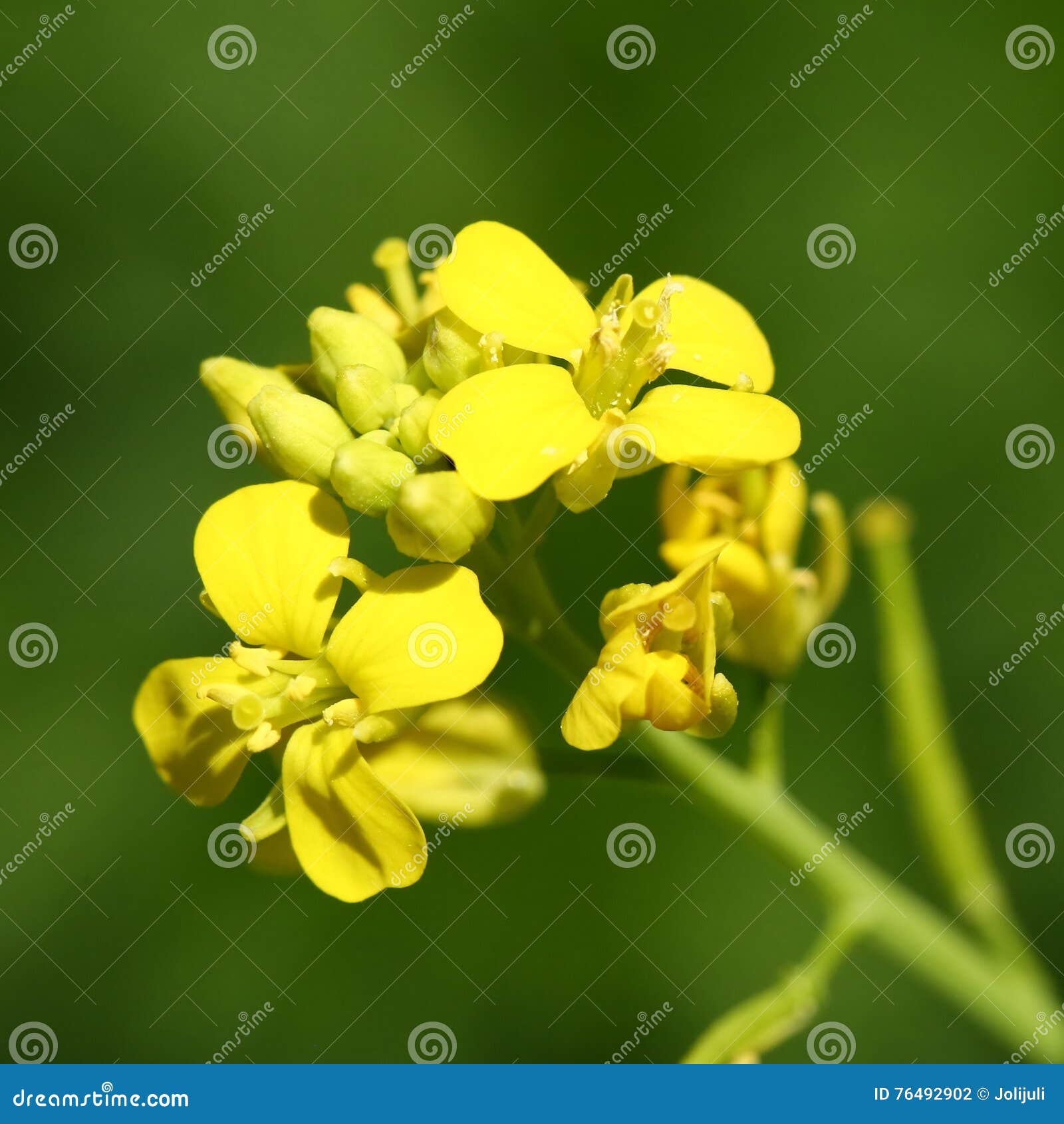 Fiore giallo della senape fotografia stock. Immagine di inflorescenza ...