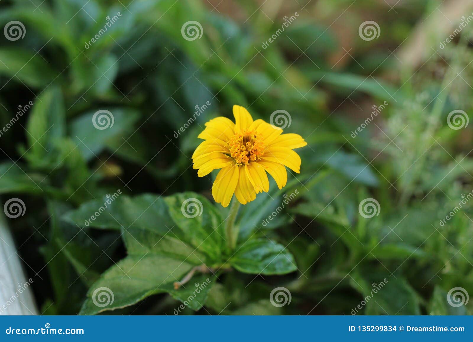 Fiore giallo in giardino fotografia stock. Immagine di piante - 135299834