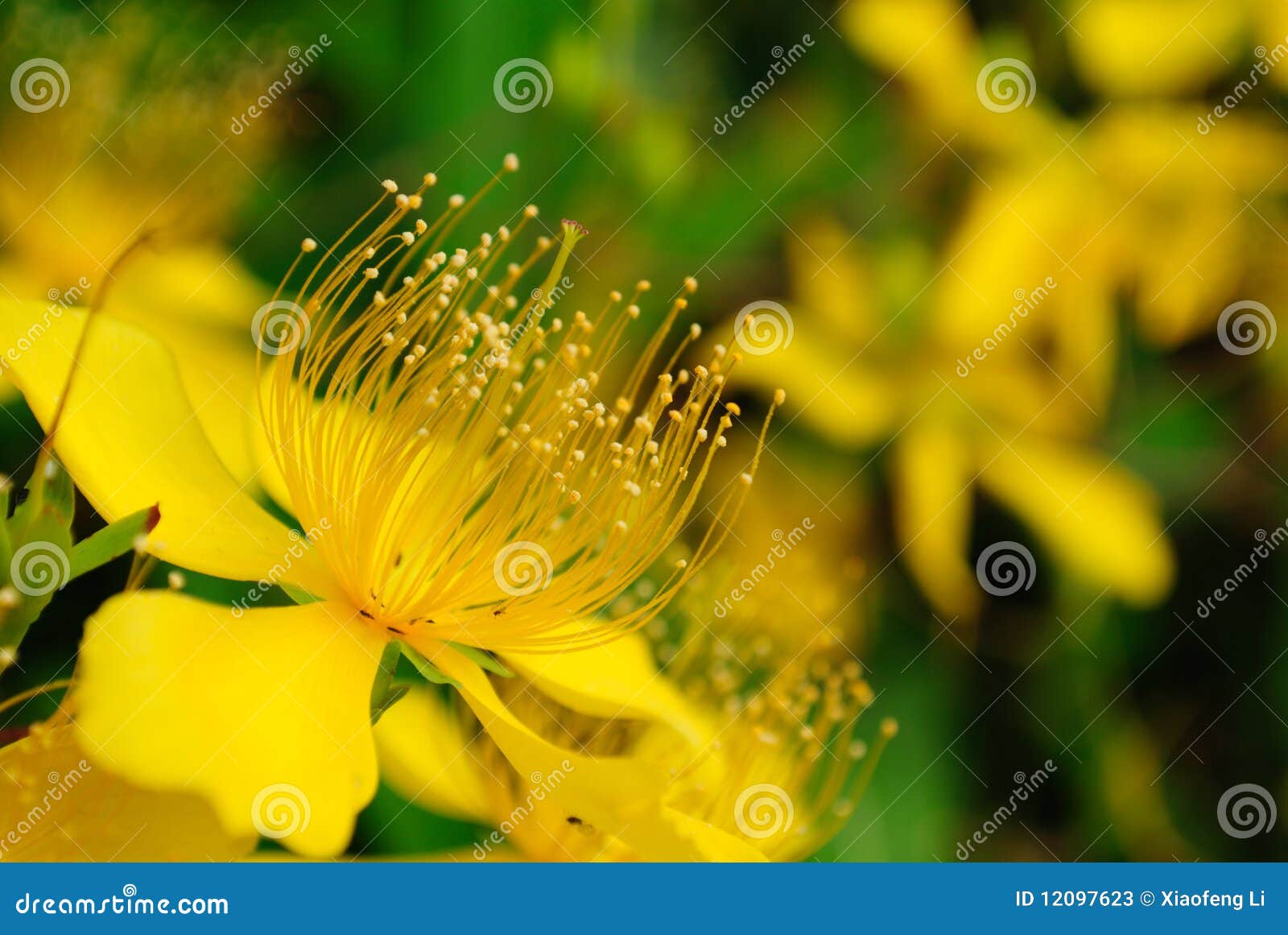 Fiore Giallo Lungo Il Bordo Della Strada Immagine Stock - Immagine di ...