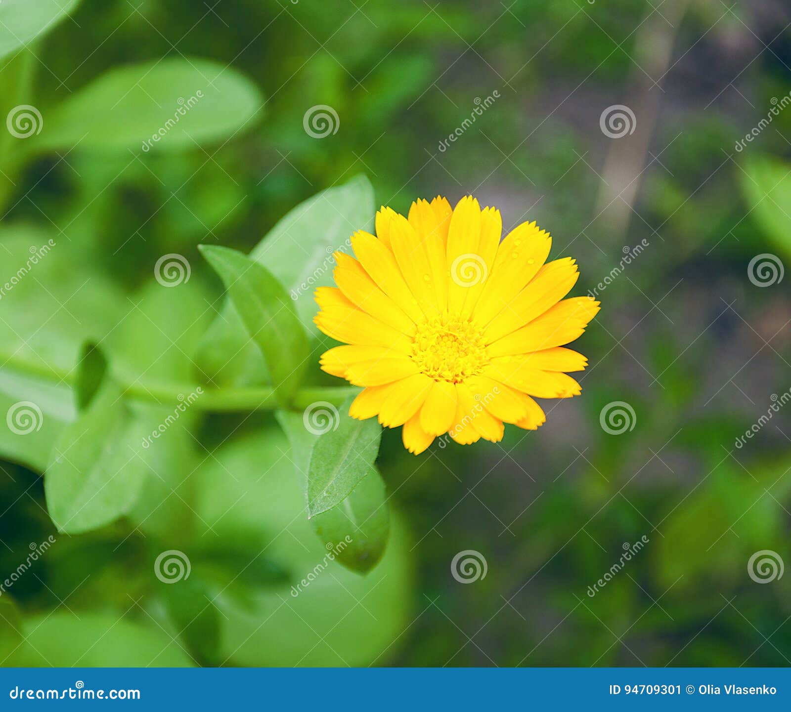 Fiore giallo nel giardino immagine stock. Immagine di bello - 94709301