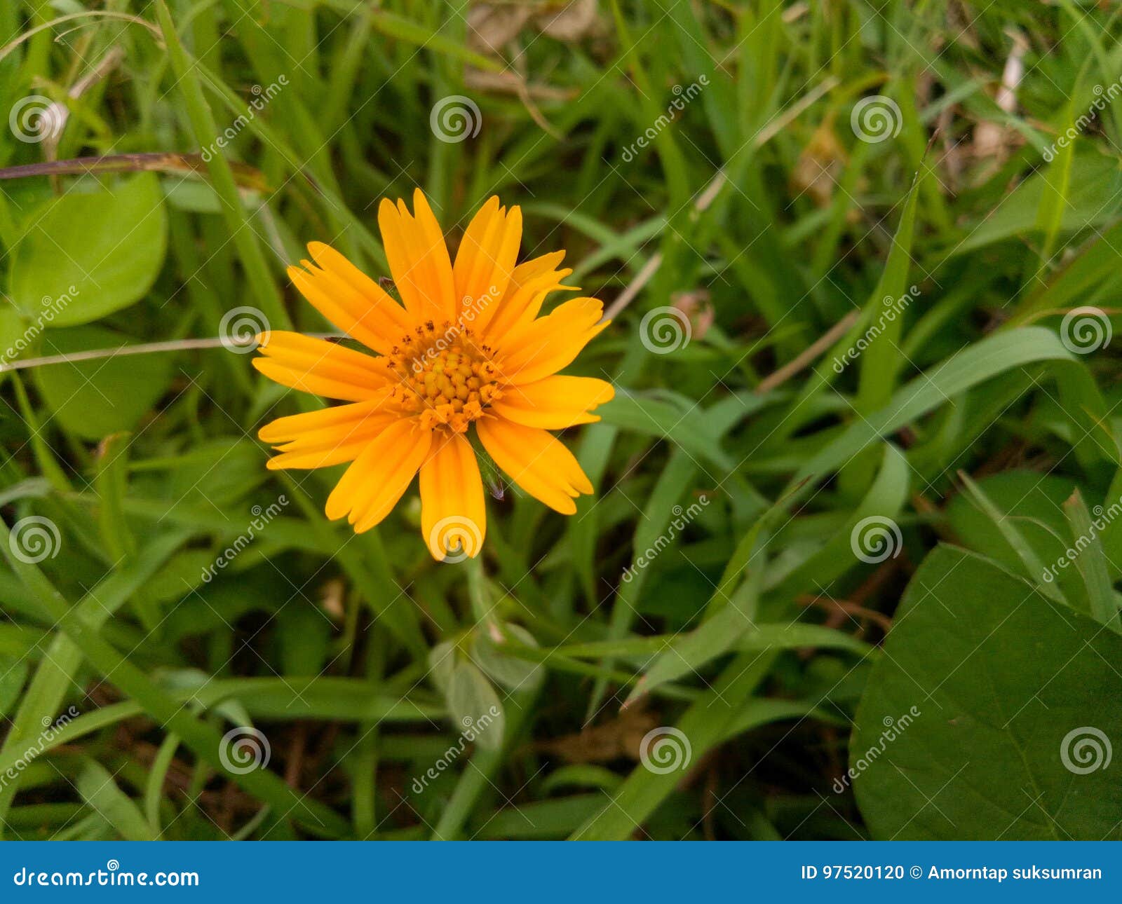 Fiore giallo sull'albero fotografia stock. Immagine di wildflower ...