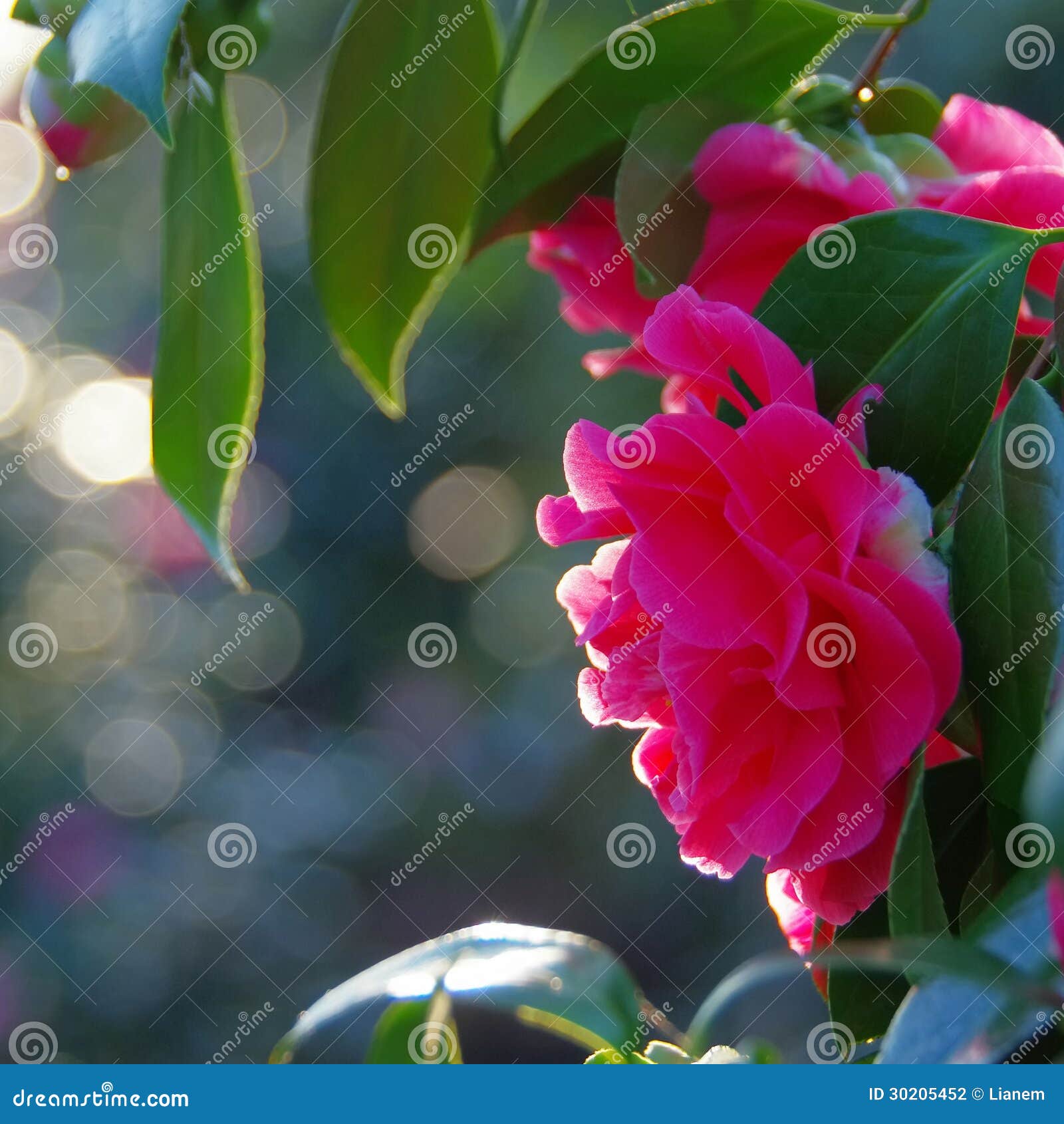 Camelia giapponese fotografia stock. Immagine di rosa - 30205452
