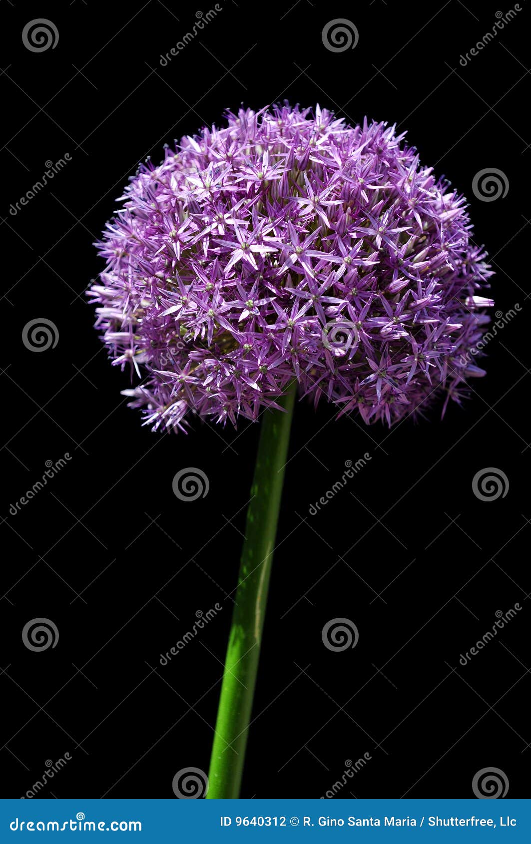 Fiore gigante dell'allium fotografia stock. Immagine di gigante - 9640312