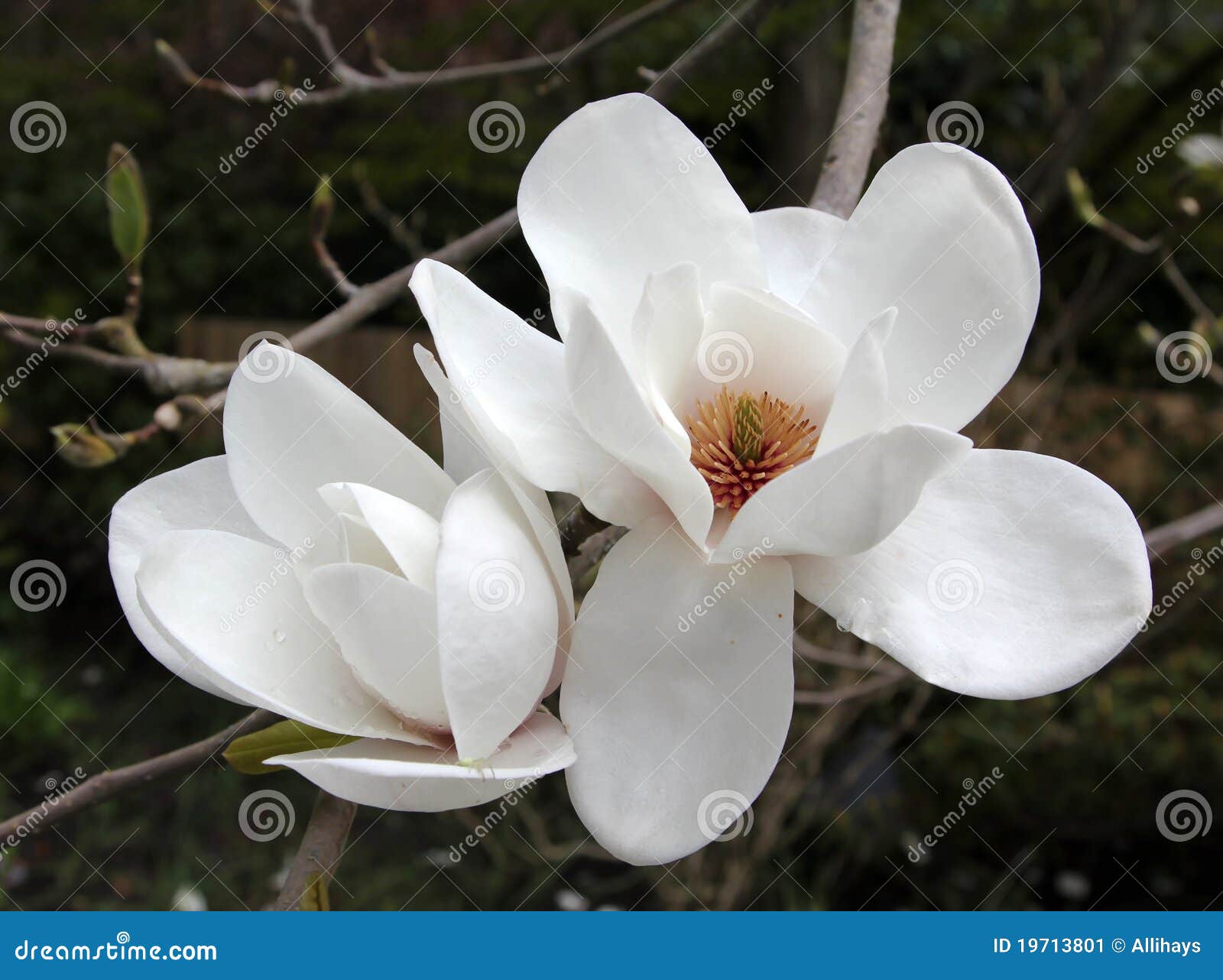 Fiore Grandiflora Della Magnolia Immagine Stock - Immagine di bellezza ...