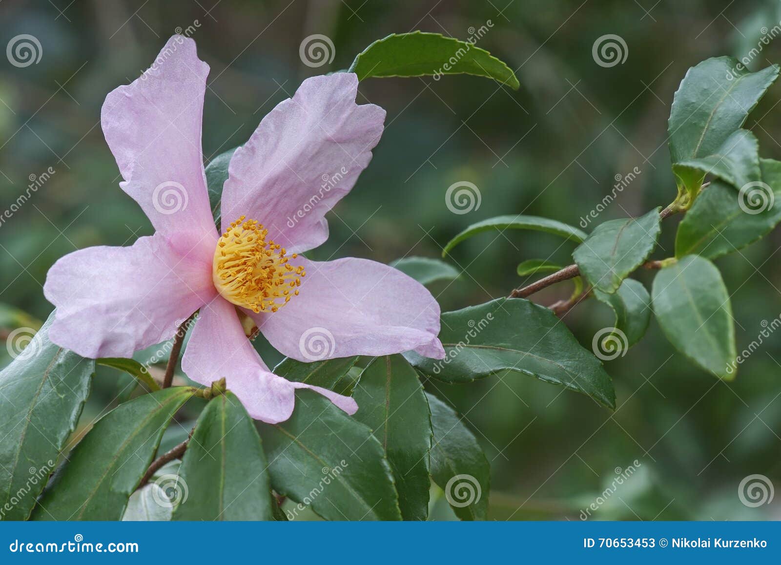 Fiore Ibrido Della Camelia Dell'orgoglio Di Ashton Immagine Stock ...