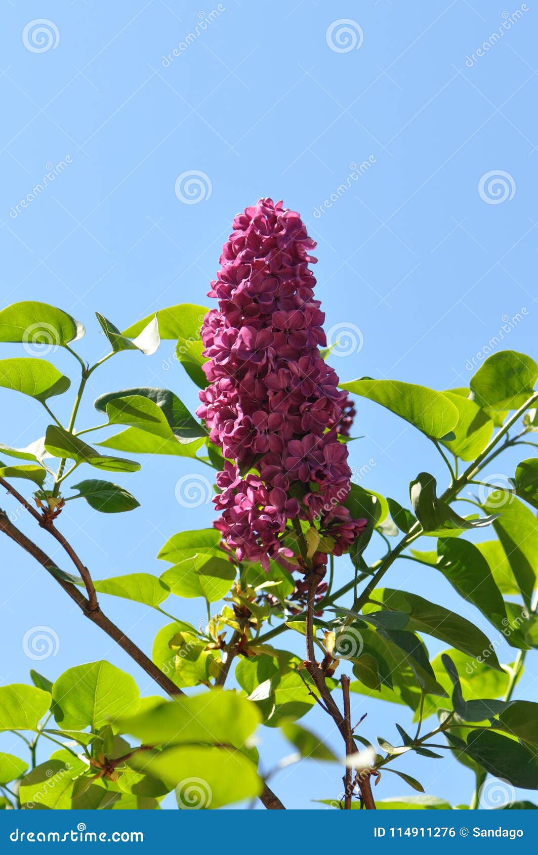 Fiore lilla fotografia stock. Immagine di botanico, fiore - 114911276