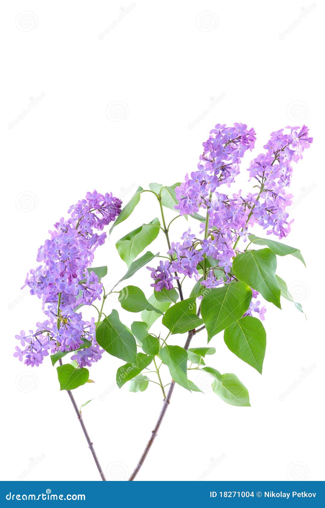 Fiore lilla fotografia stock. Immagine di magenta, fioritura - 18271004