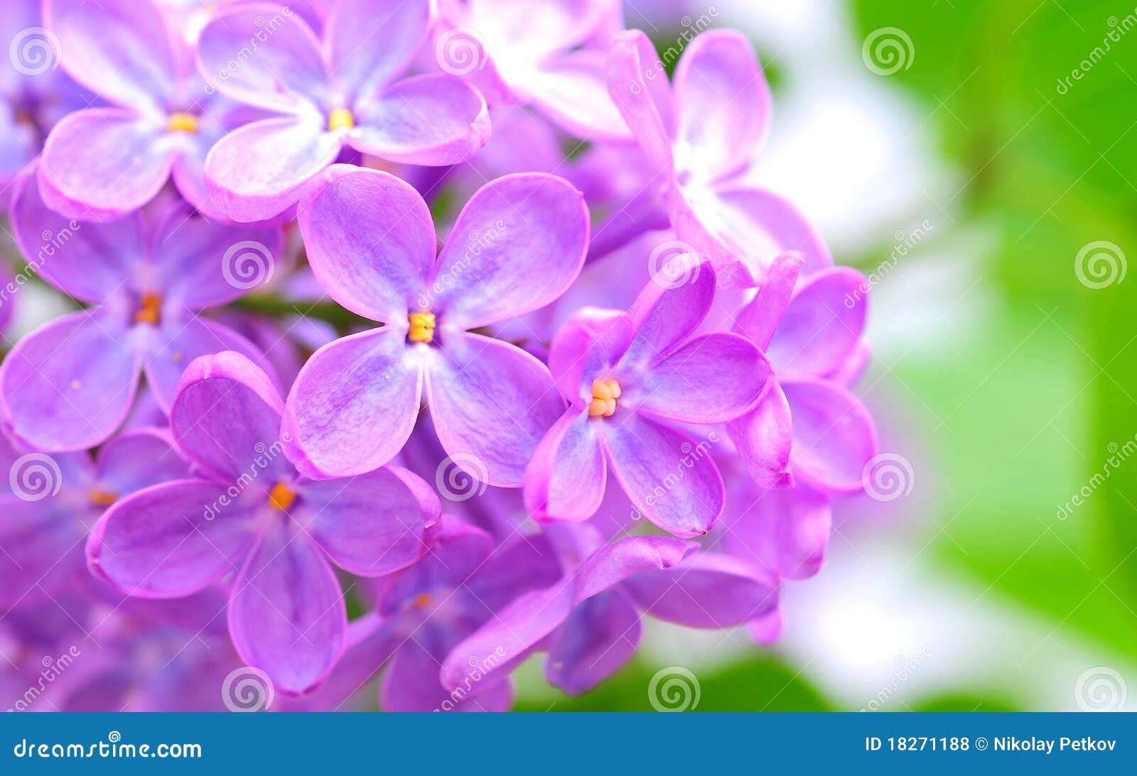Fiore lilla fotografia stock. Immagine di germoglio, nave - 18271188