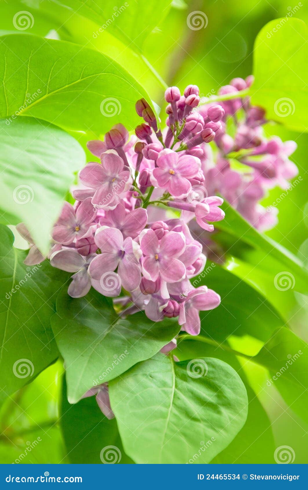 Fiore lilla fotografia stock. Immagine di esterno, nave - 24465534