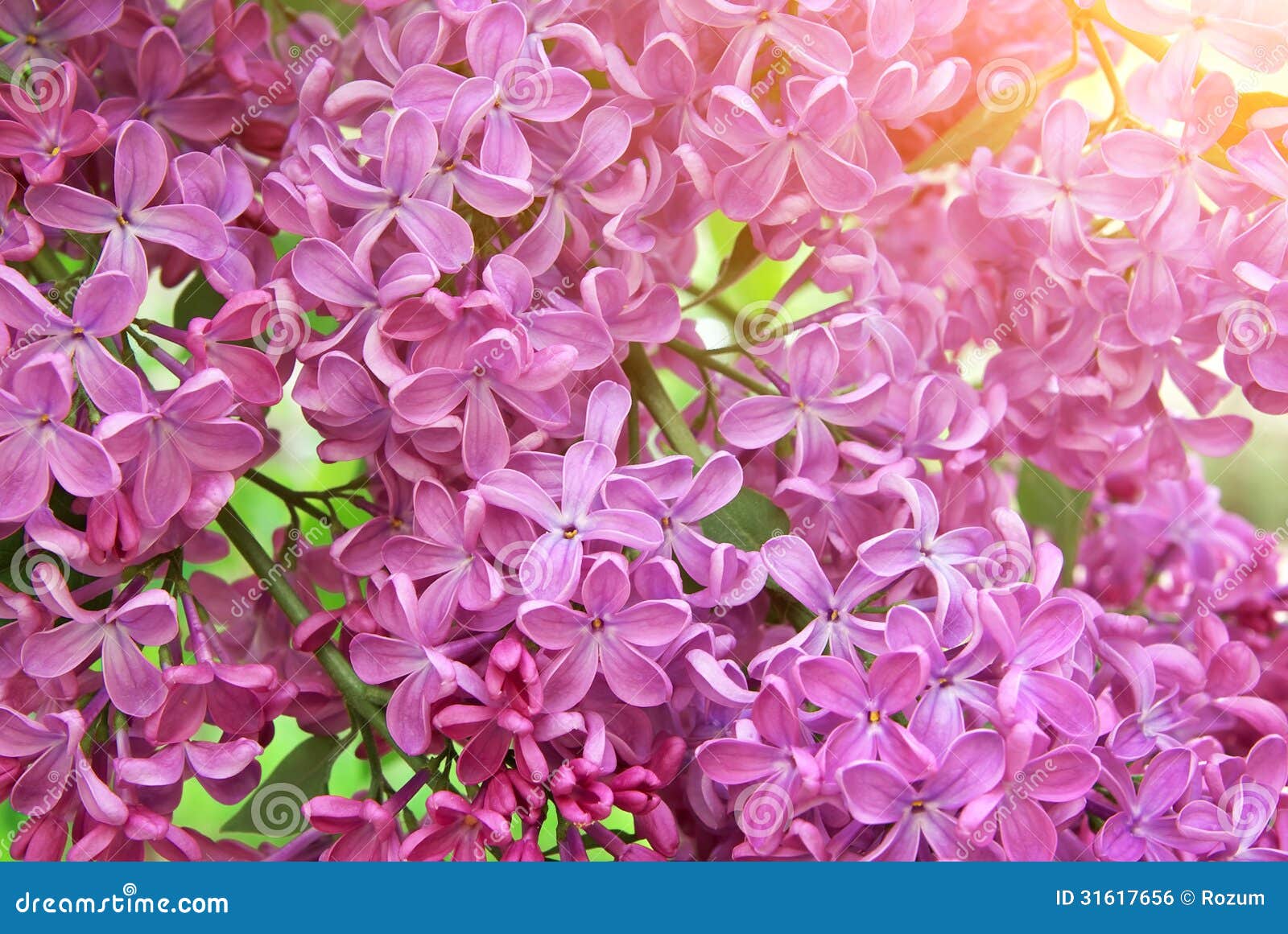 Fiore lilla fotografia stock. Immagine di flora, decorativo - 31617656