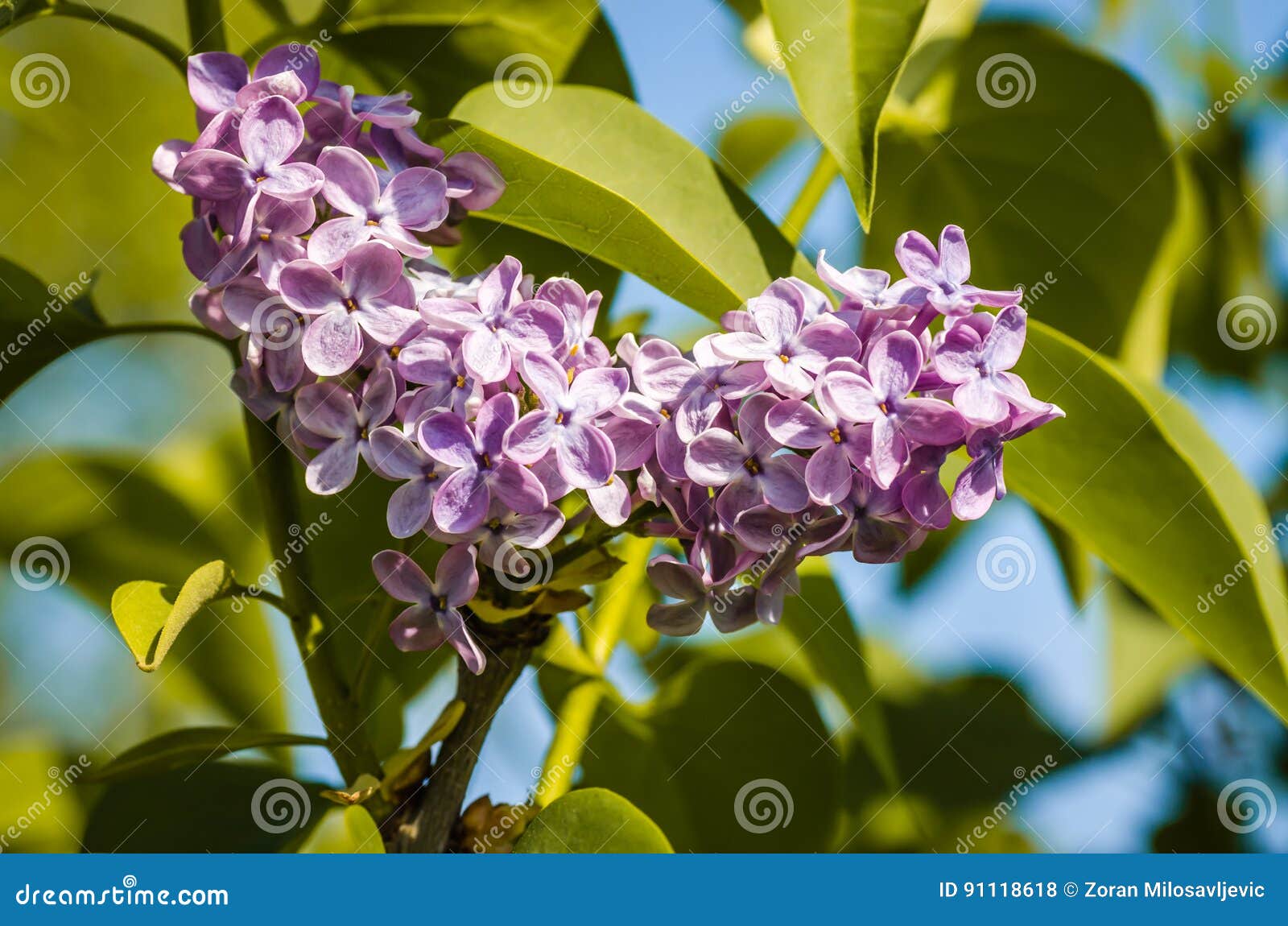 Fiore lilla fotografia stock. Immagine di naughty, luce - 91118618