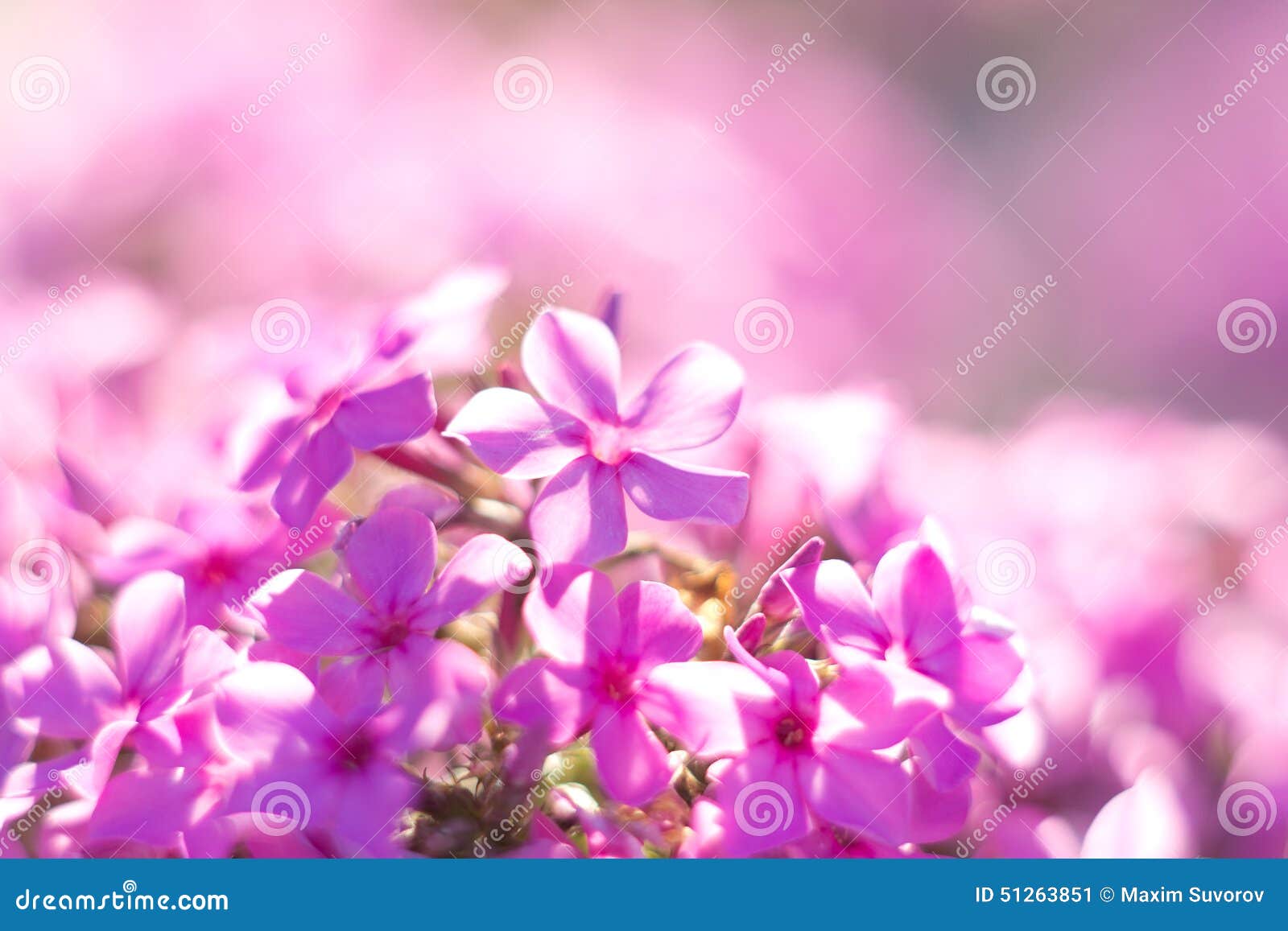 Fiore Lilla Con Cinque Petali Macro Immagine Stock - Immagine di molla ...