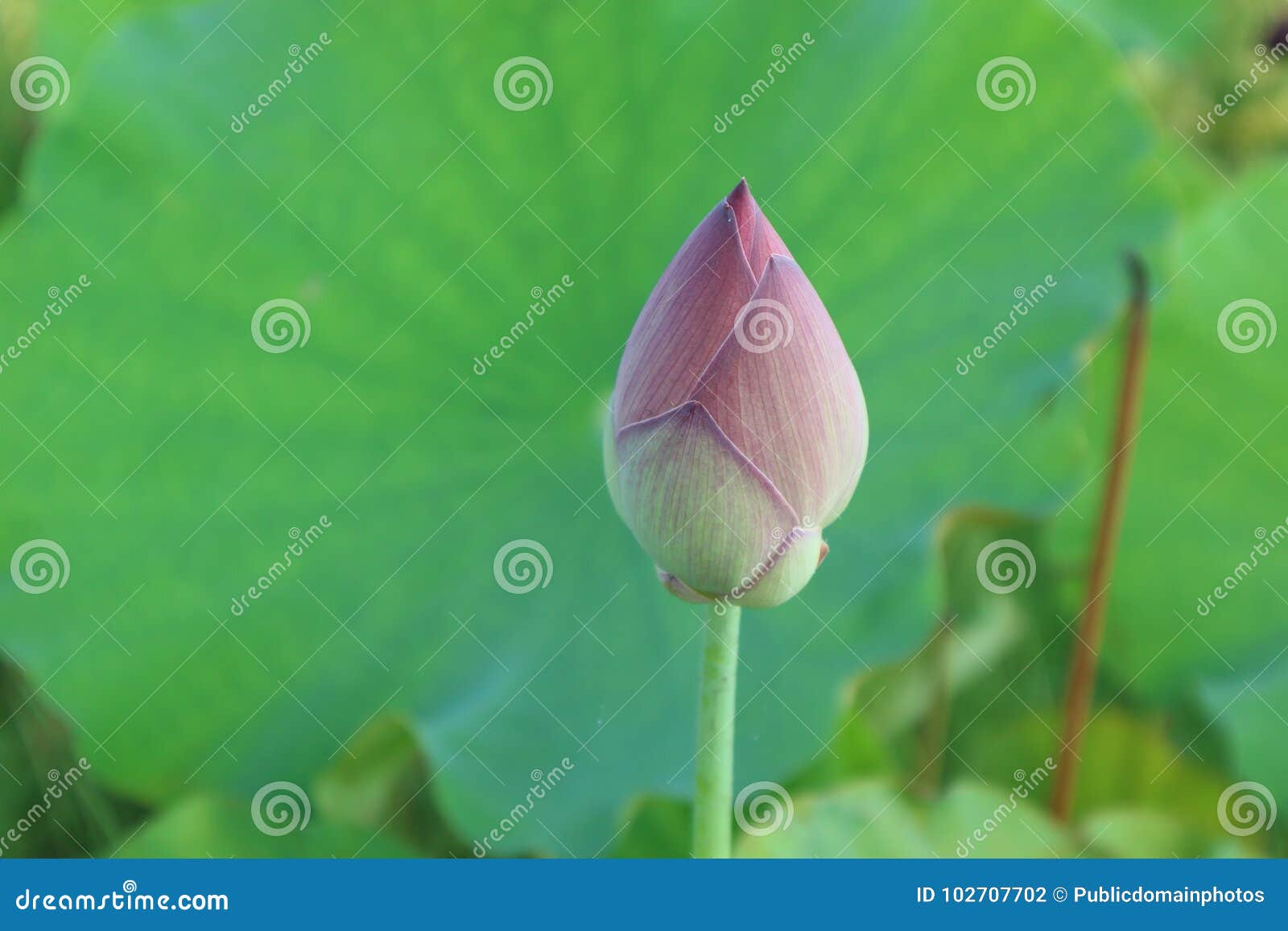 Fiore, Lotus, Lotus Sacro, Pianta Immagine. Immagine: 102707702